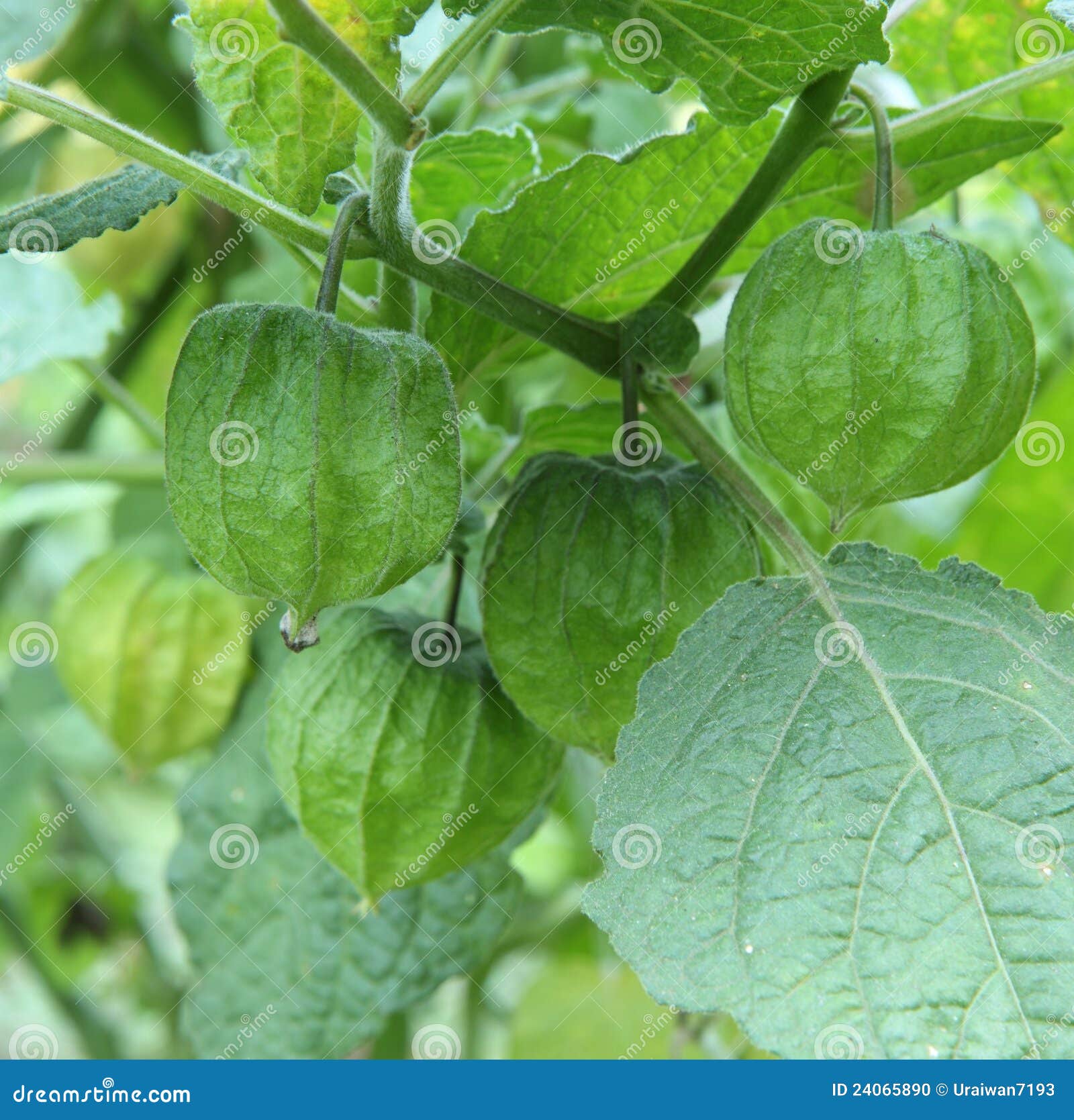 Cape gooseberry stock photo. Image of leaf, cape, gooseberry - 24065890