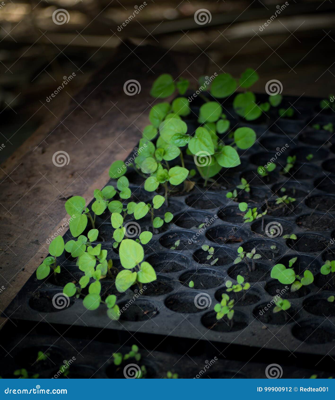 Cape Gooseberry Sprout,golden Berry, Seedling Stock Photo - Image of ...