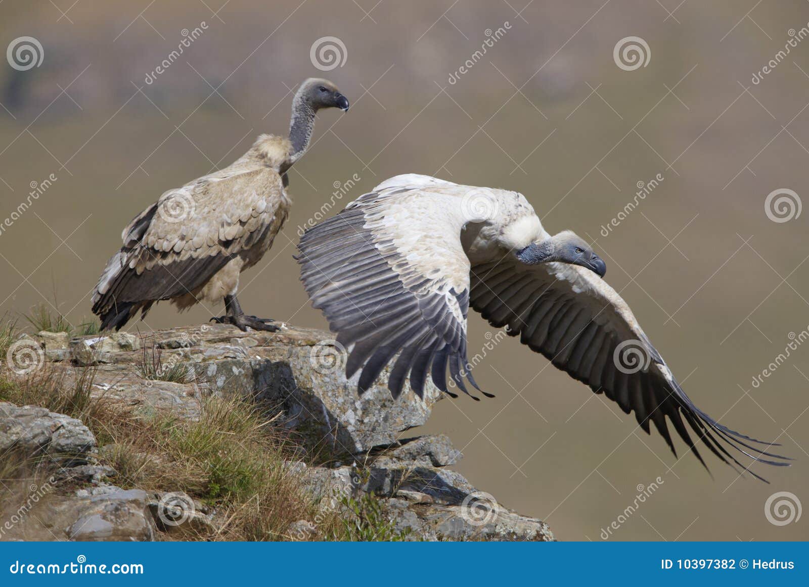 The Cape Griffon Or Cape Vulture Gyps Coprotheres, Also Known As Kolbe ...