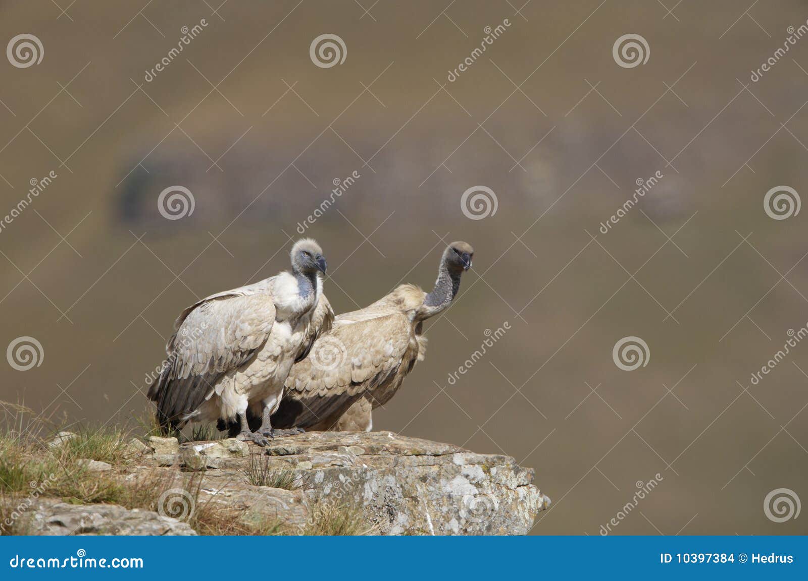 The Cape Griffon or Cape Vulture Stock Photo - Image of bill ...