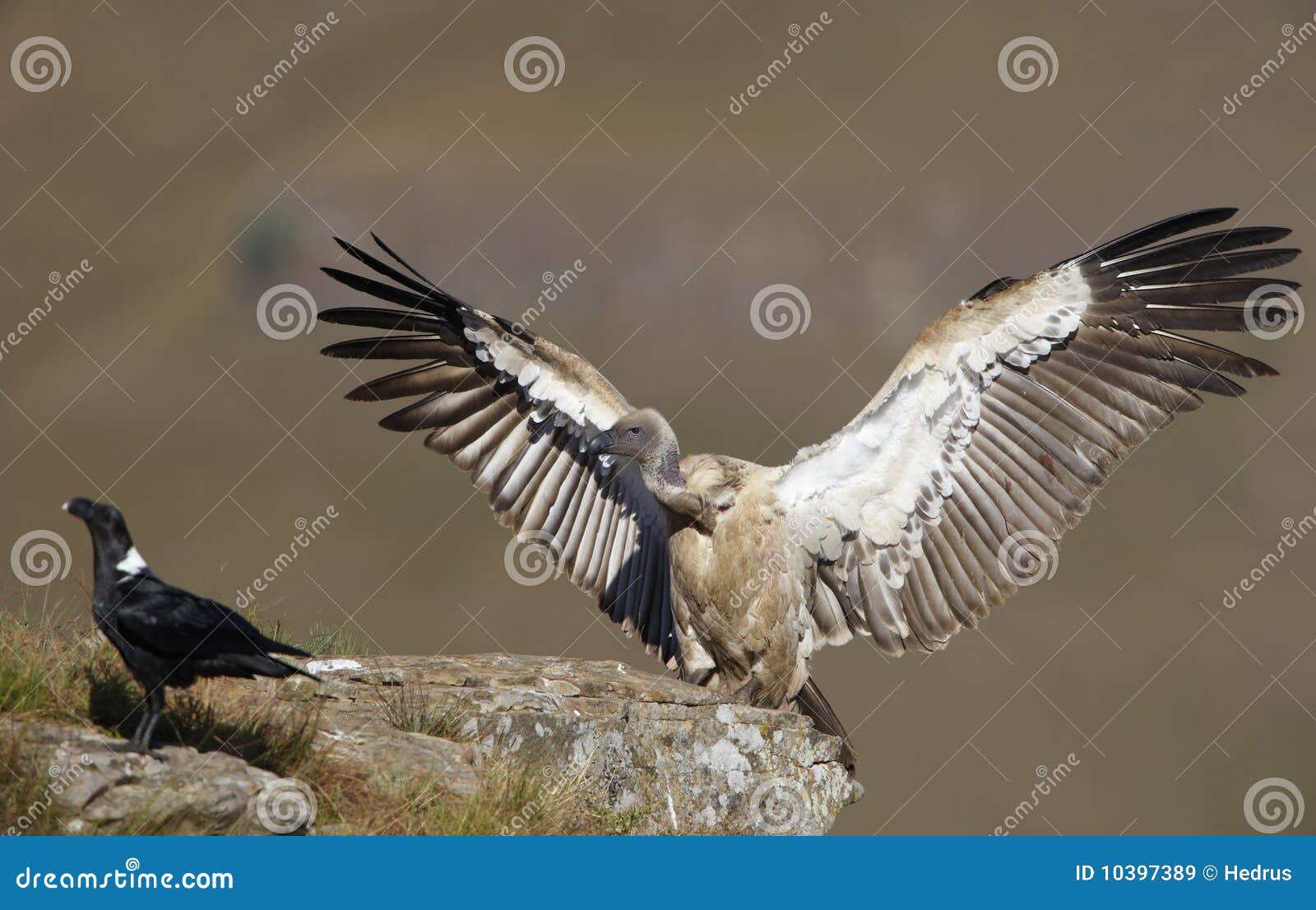 The Cape Griffon or Cape Vulture Stock Image - Image of fauna, feathers ...