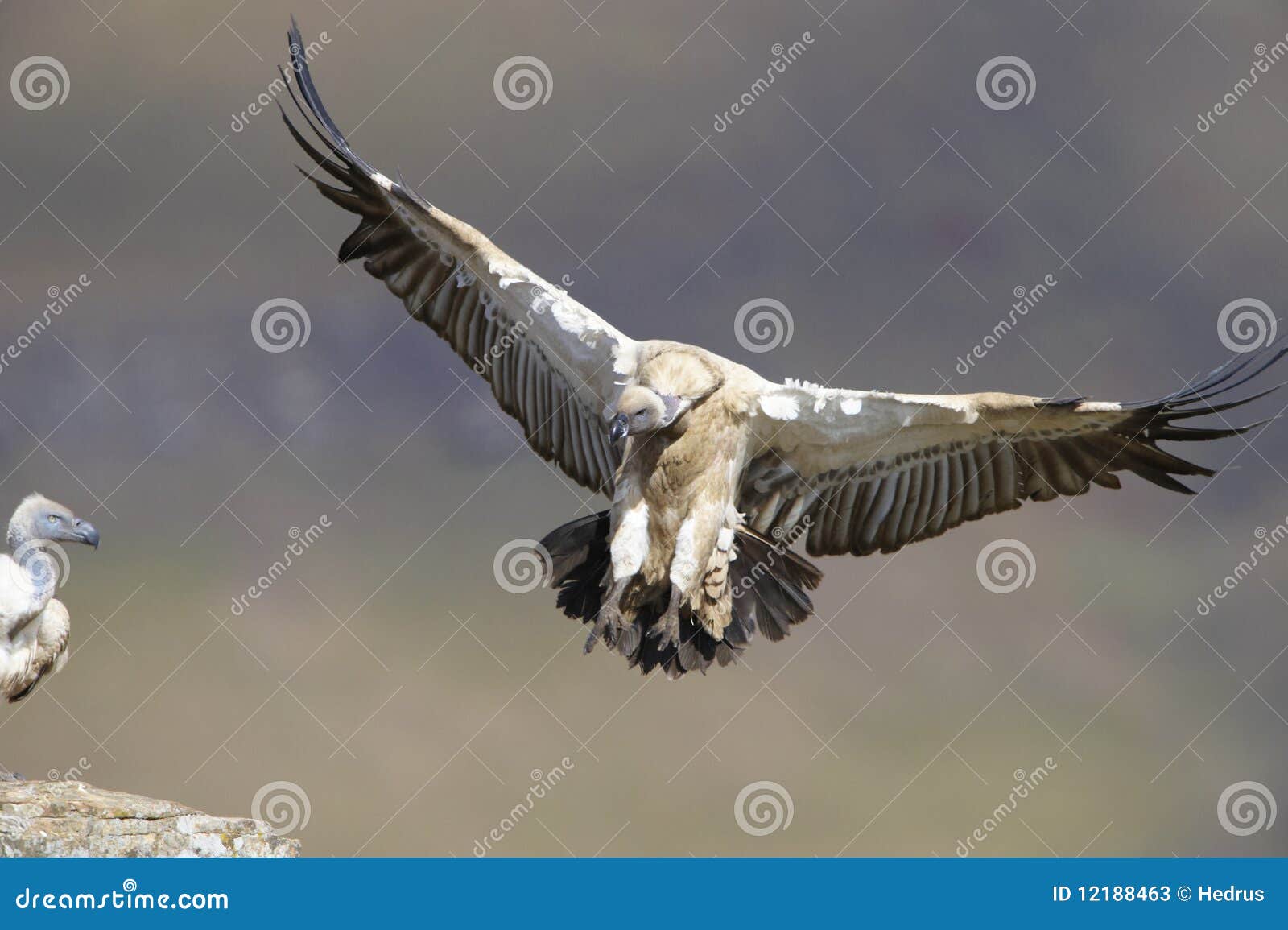 The Cape Griffon or Cape Vulture Stock Image - Image of beak, freedom ...