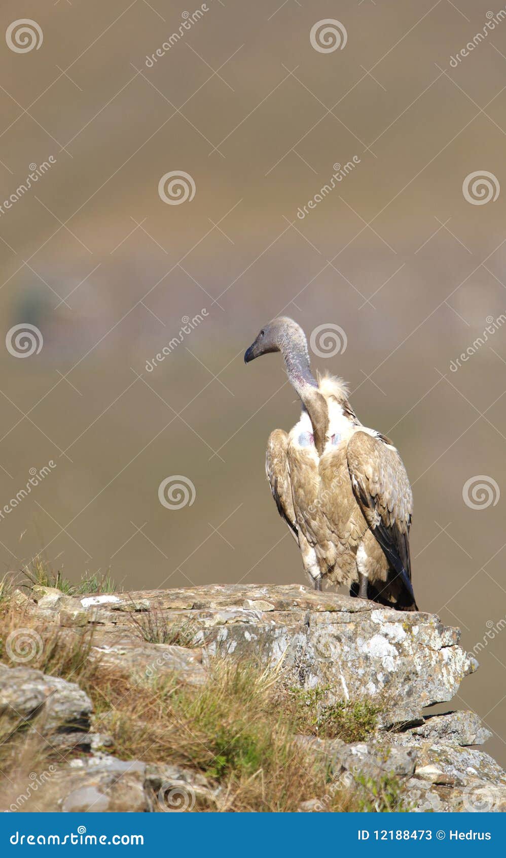 The Cape Griffon or Cape Vulture Stock Image - Image of landscape ...