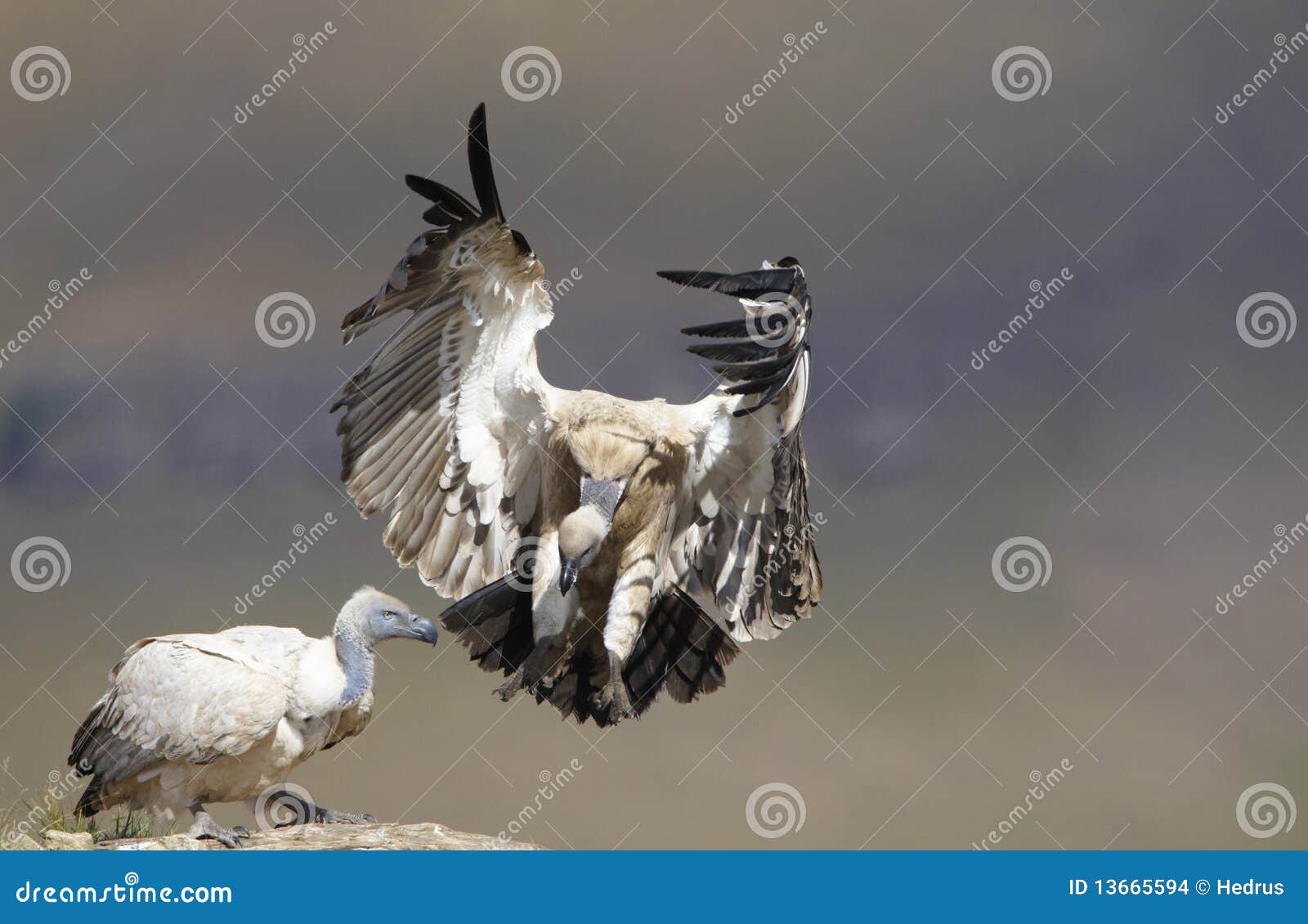 The Cape Griffon or Cape Vulture Stock Photo - Image of endangered ...