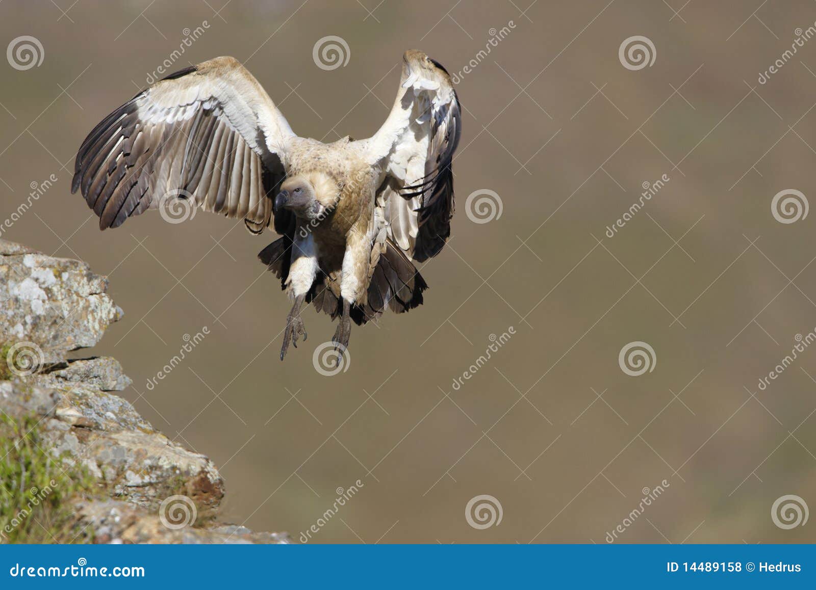 The Cape Griffon or Cape Vulture Stock Photo - Image of conservation ...