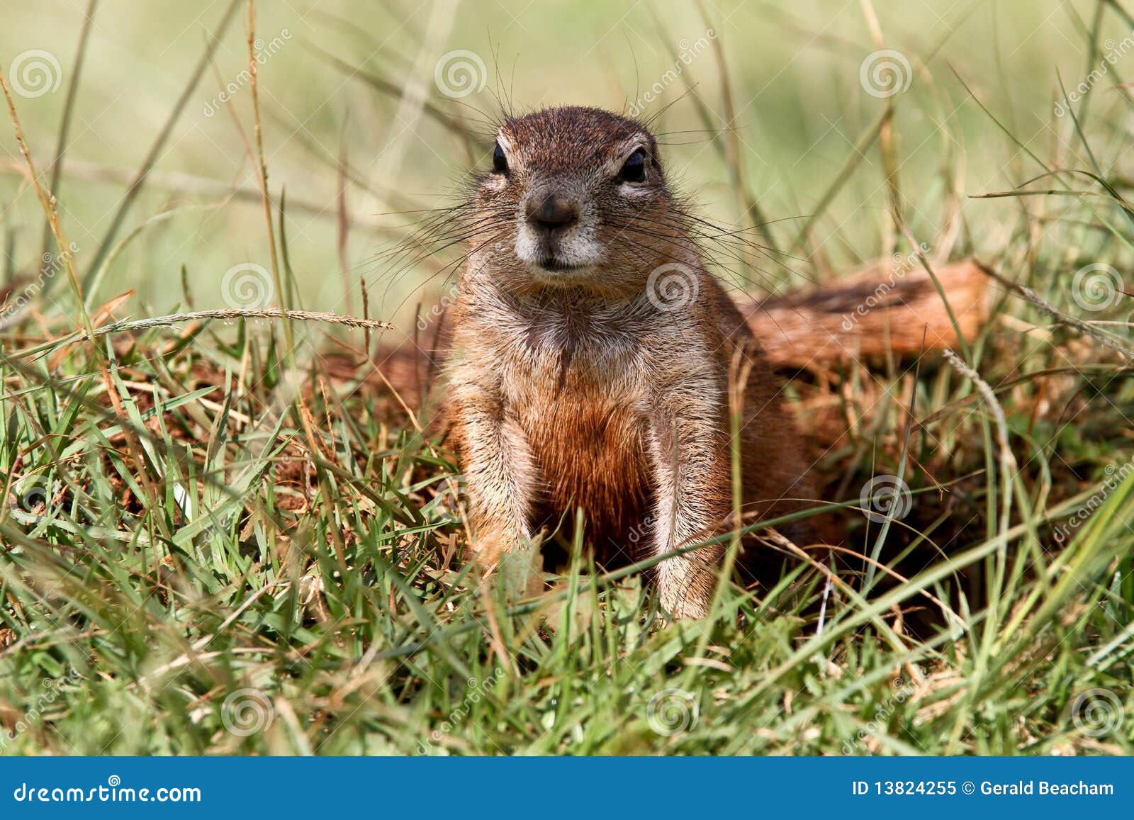Cape Ground Squirrel stock image. Image of inquisitive - 13824255