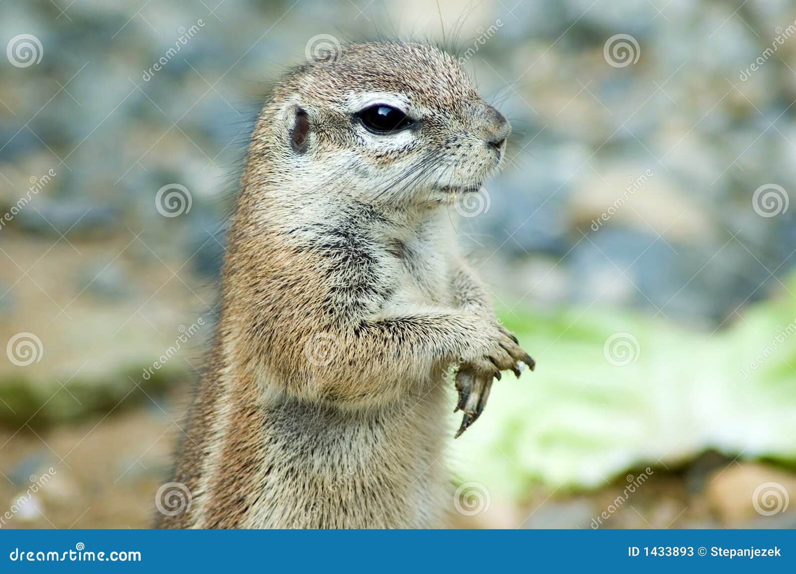 Cape ground squirrel stock image. Image of xerus, cape - 1433893