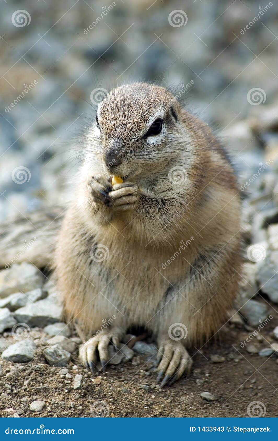 Cape ground squirrel stock image. Image of inauris, rodent - 1433943