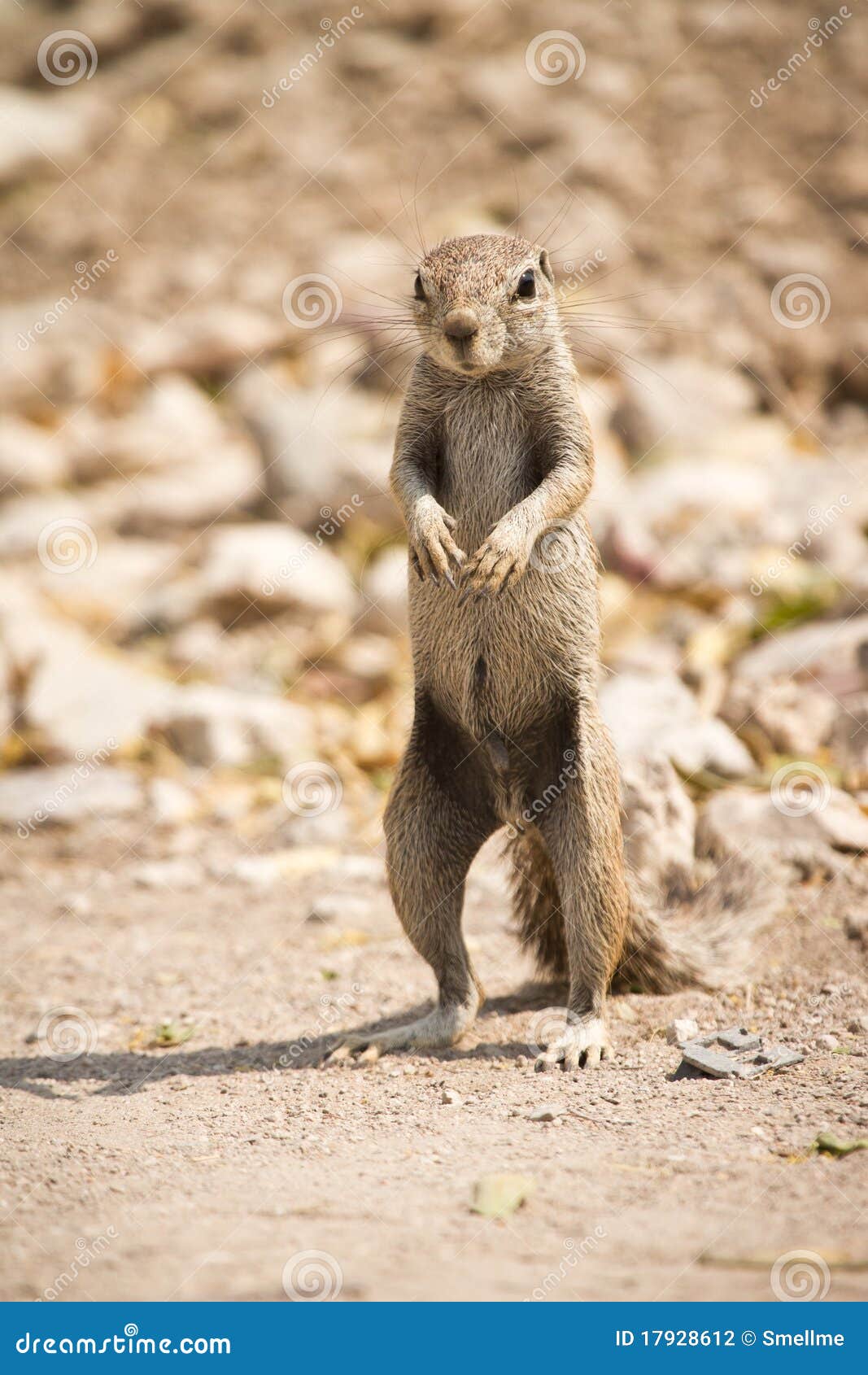 Cape Ground Squirrel stock photo. Image of squirrel, ground - 17928612