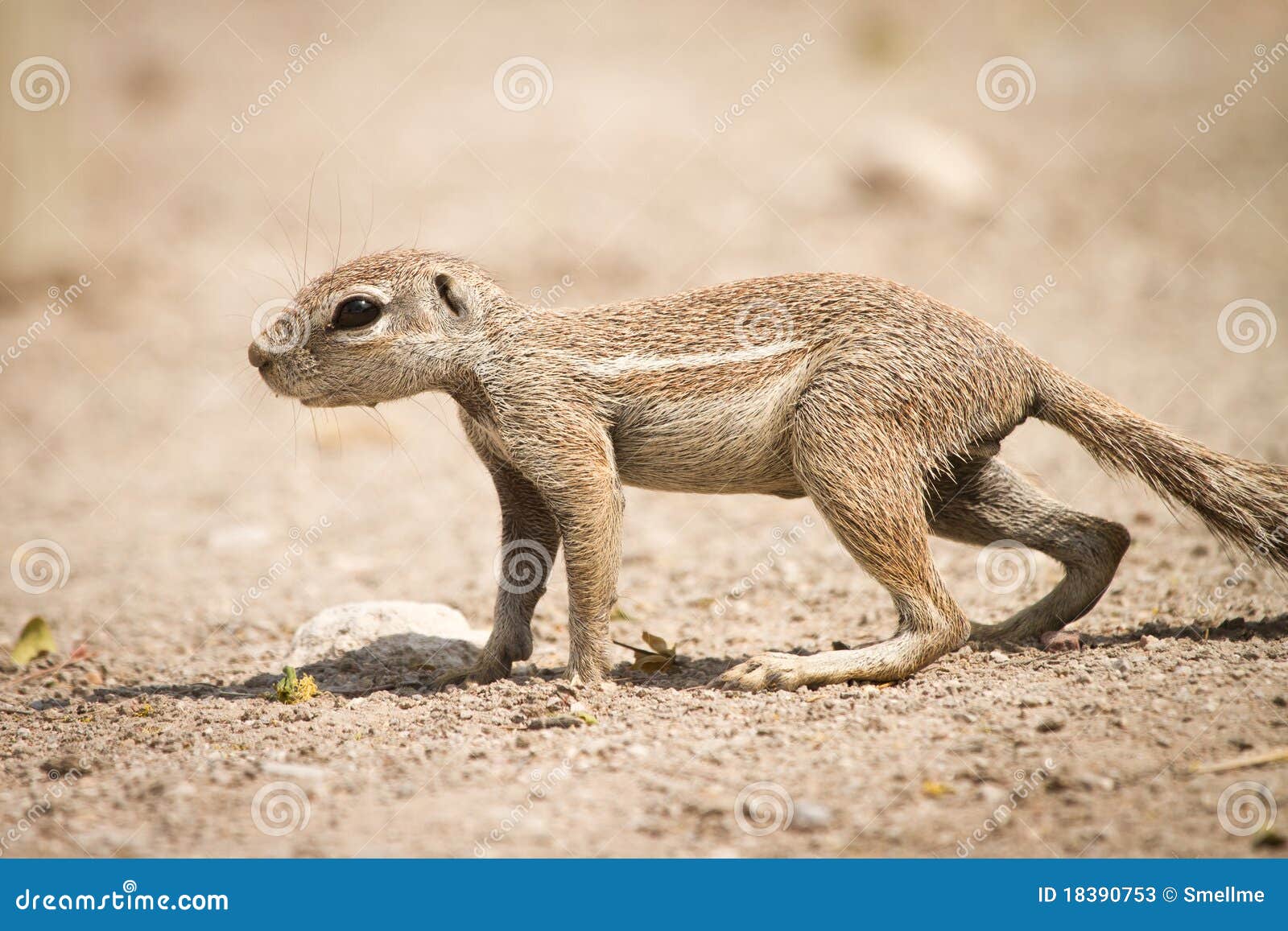 Cape Ground Squirrel stock image. Image of small, bushy - 18390753