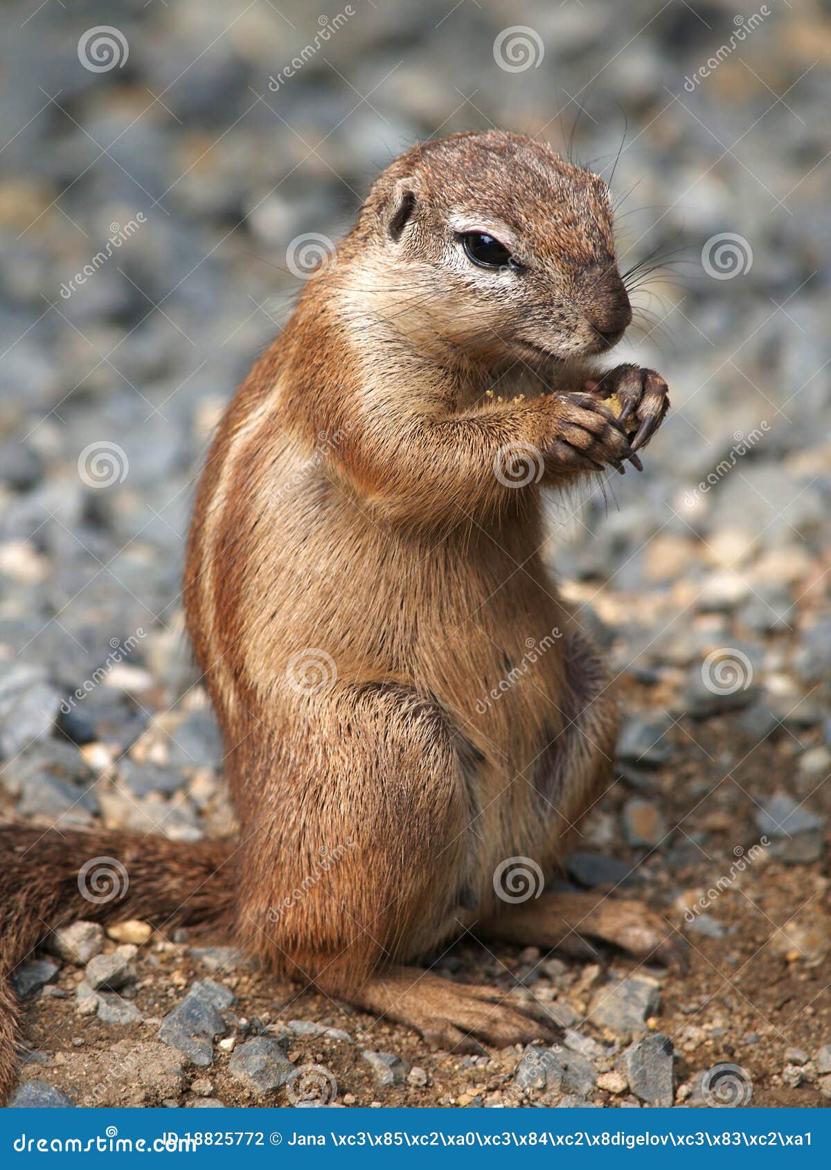 Cape ground squirrel stock photo. Image of wildlife, squirrel - 18825772