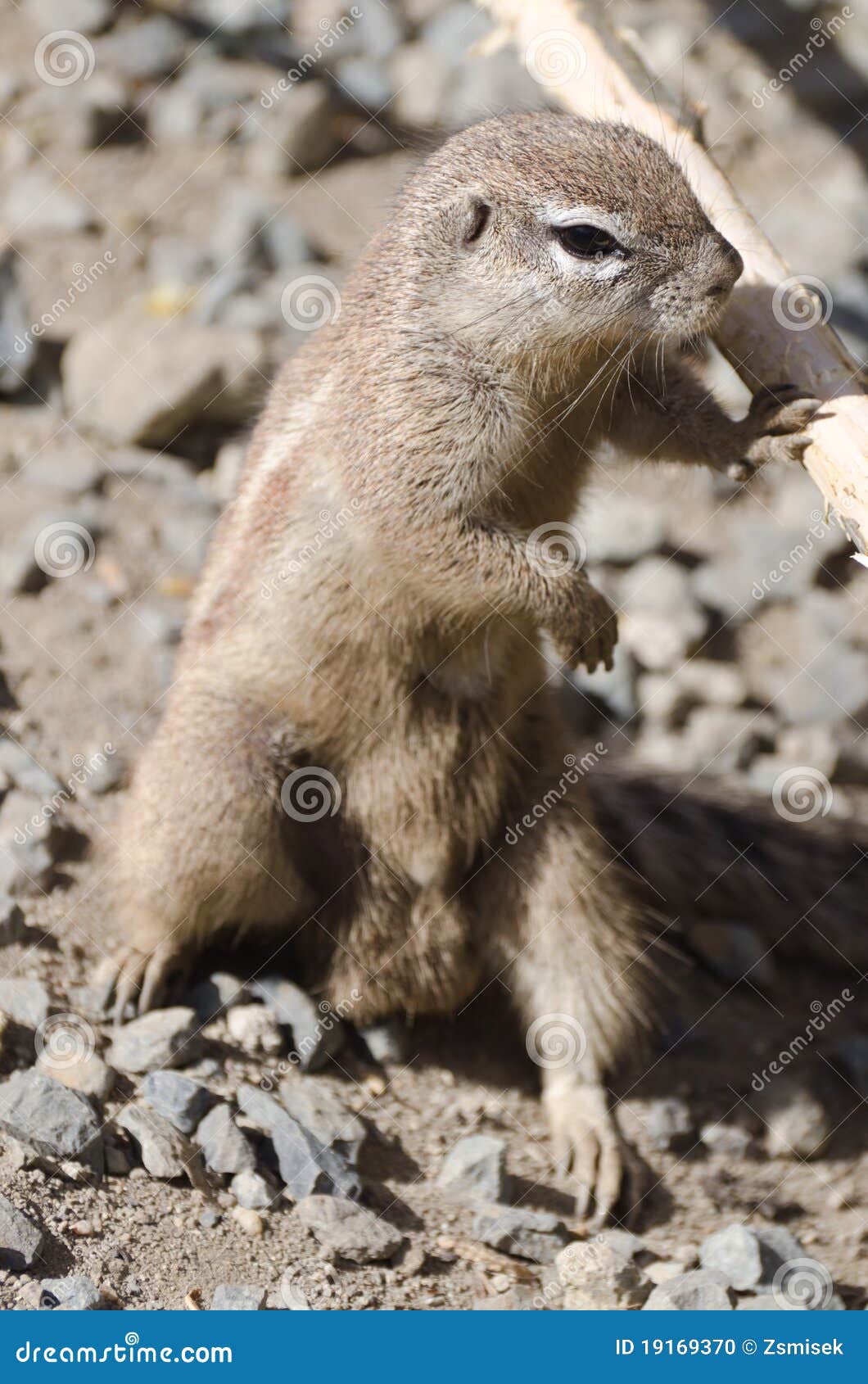 Cape ground squirrel stock photo. Image of portrait, wild - 19169370