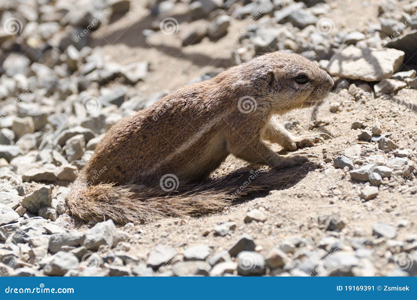 Cape ground squirrel stock image. Image of closeup, animal - 19169391