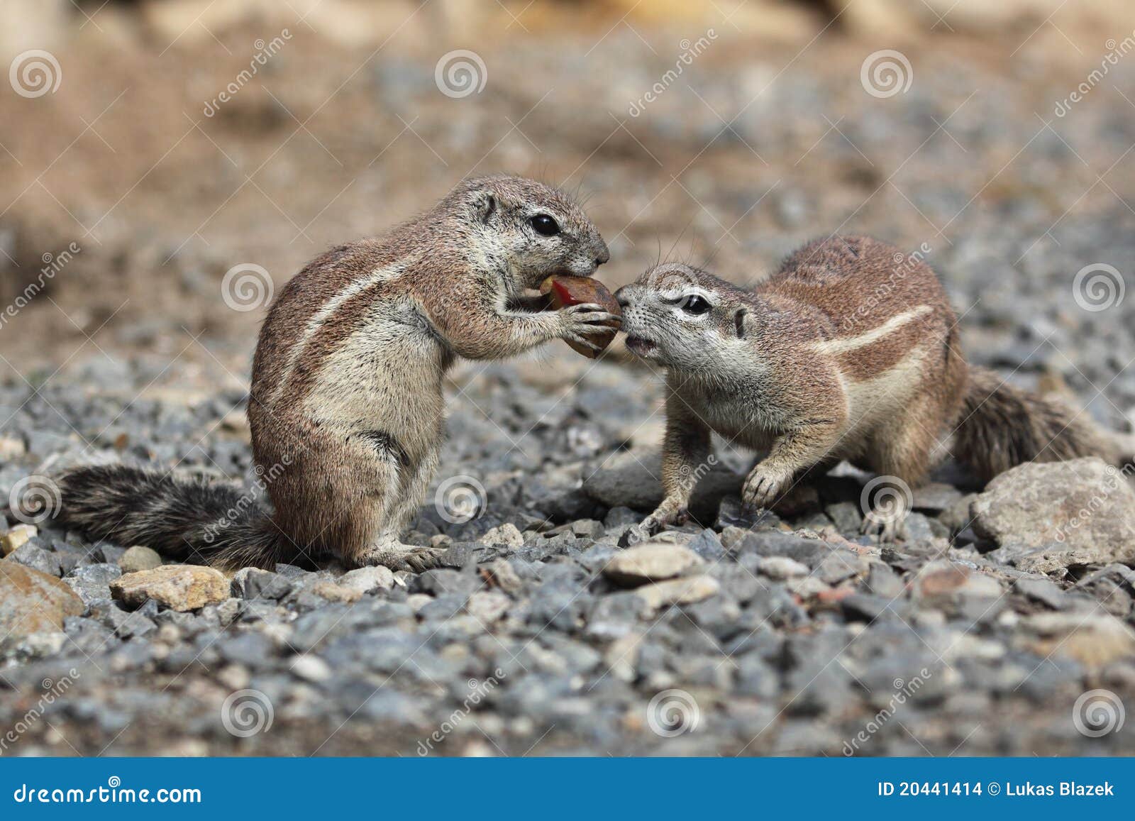Cape ground squirrel stock photo. Image of inauris, wild - 20441414