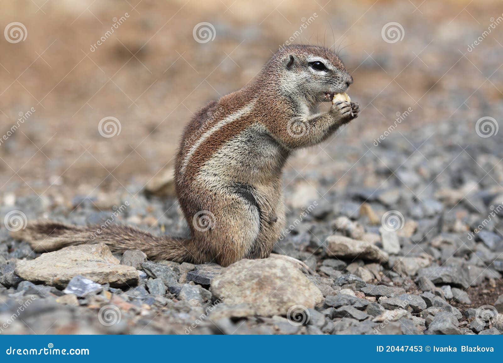 Cape Ground squirrel stock image. Image of rodent, ground - 20447453