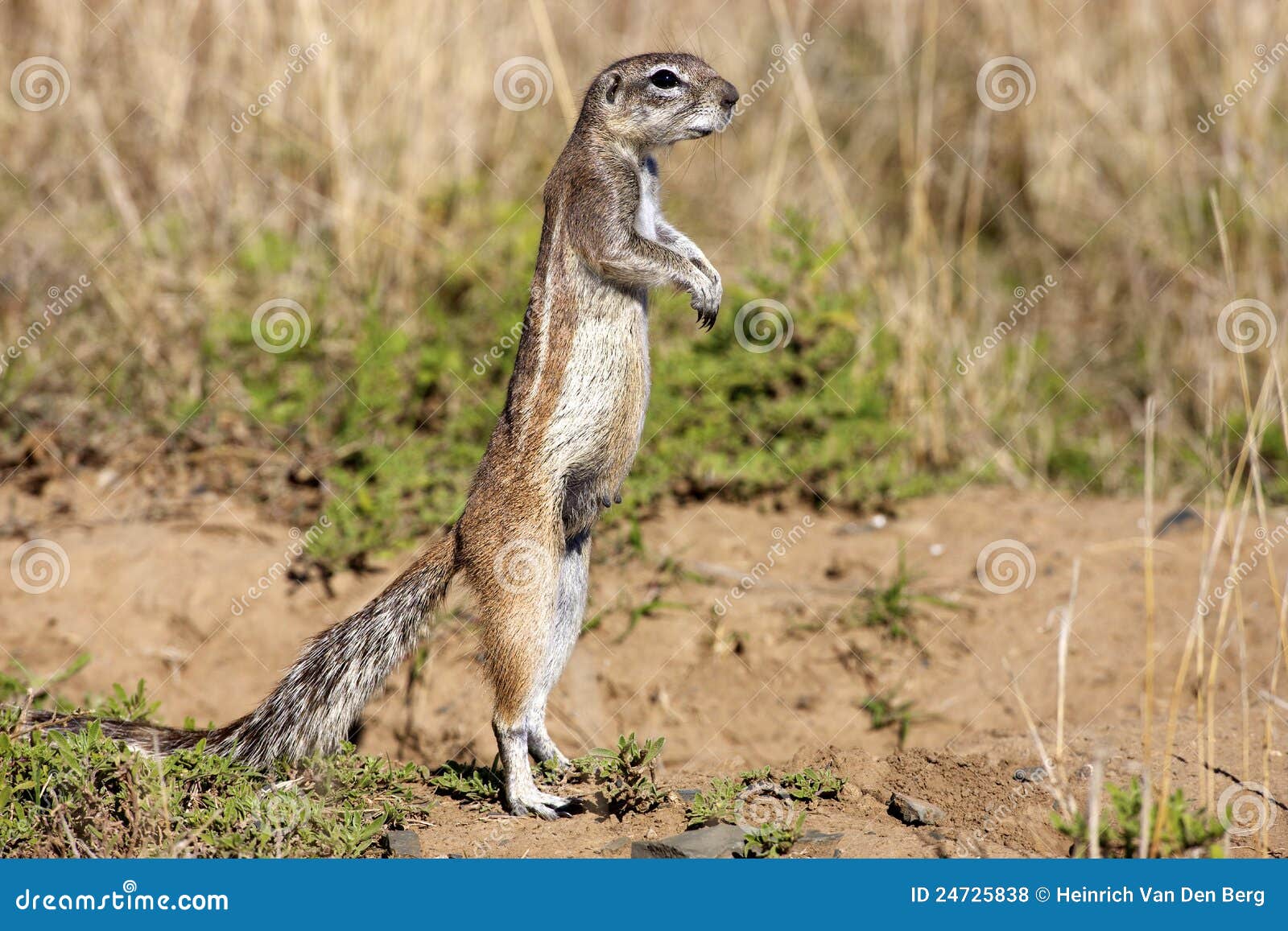 Cape Ground Squirrel stock photo. Image of africa, zebra - 24725838