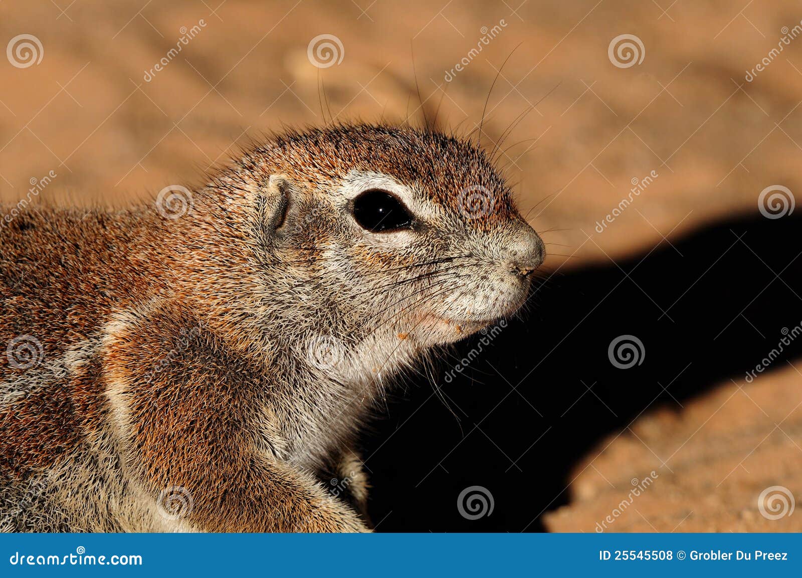 Cape Ground Squirrel stock photo. Image of squirrel, cape - 25545508