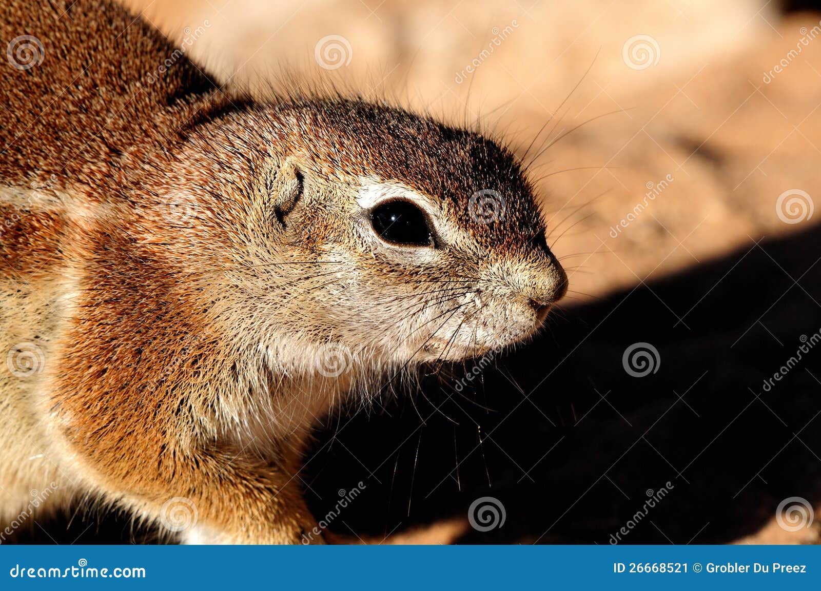 Cape Ground Squirrel stock image. Image of mammal, squirrel - 26668521
