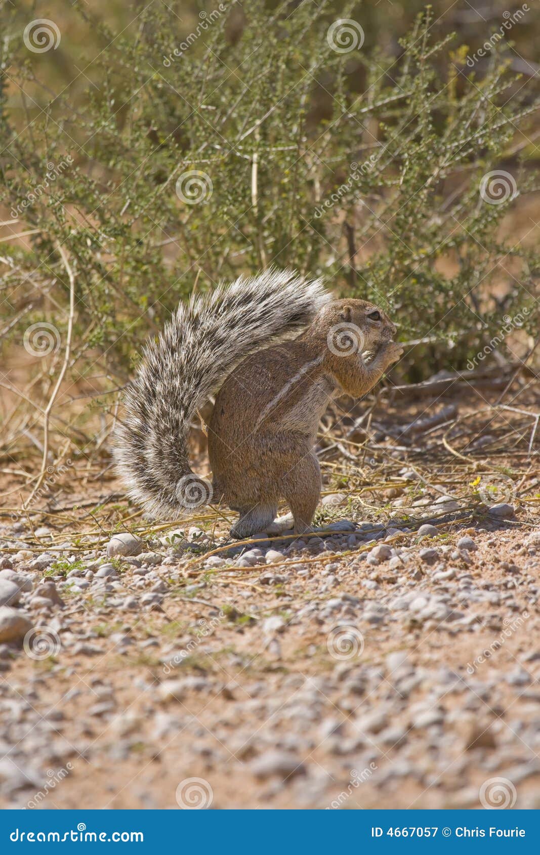 Cape Ground Squirrel stock image. Image of africa, bush - 4667057