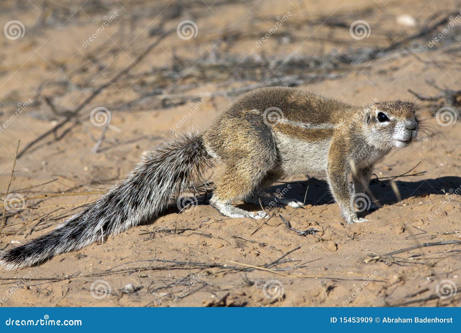 Cape Ground Squirrel in the Kgalagadi Stock Image - Image of kgalagadi ...