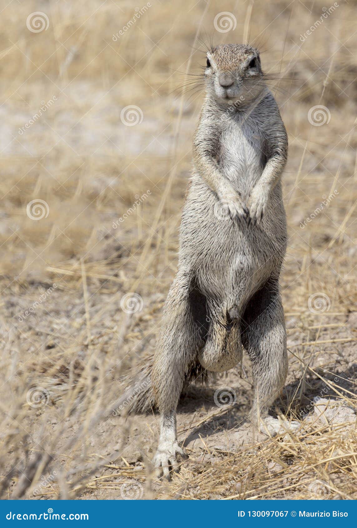 Cape Ground Squirrel in Namibia Stock Image - Image of nature, sunshade ...