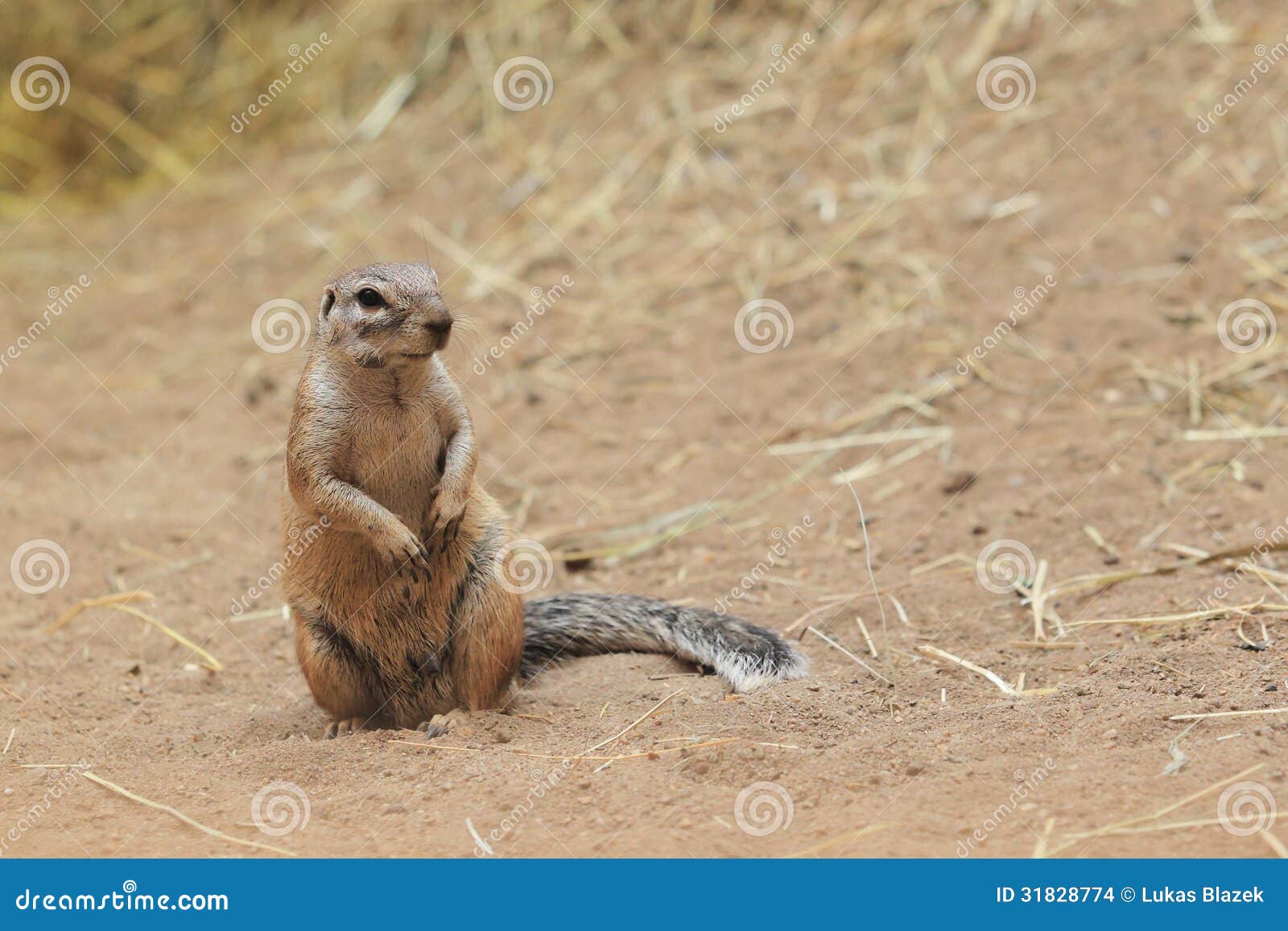Cape ground squirrel stock photo. Image of squirrel, xerus - 31828774