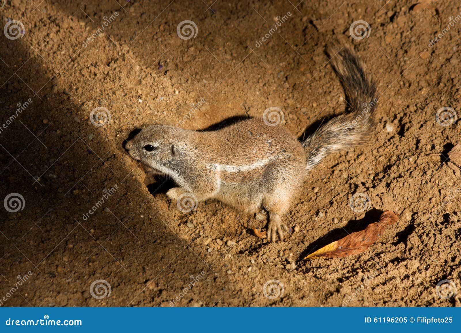 Cape ground squirrel stock image. Image of fauna, ground - 61196205