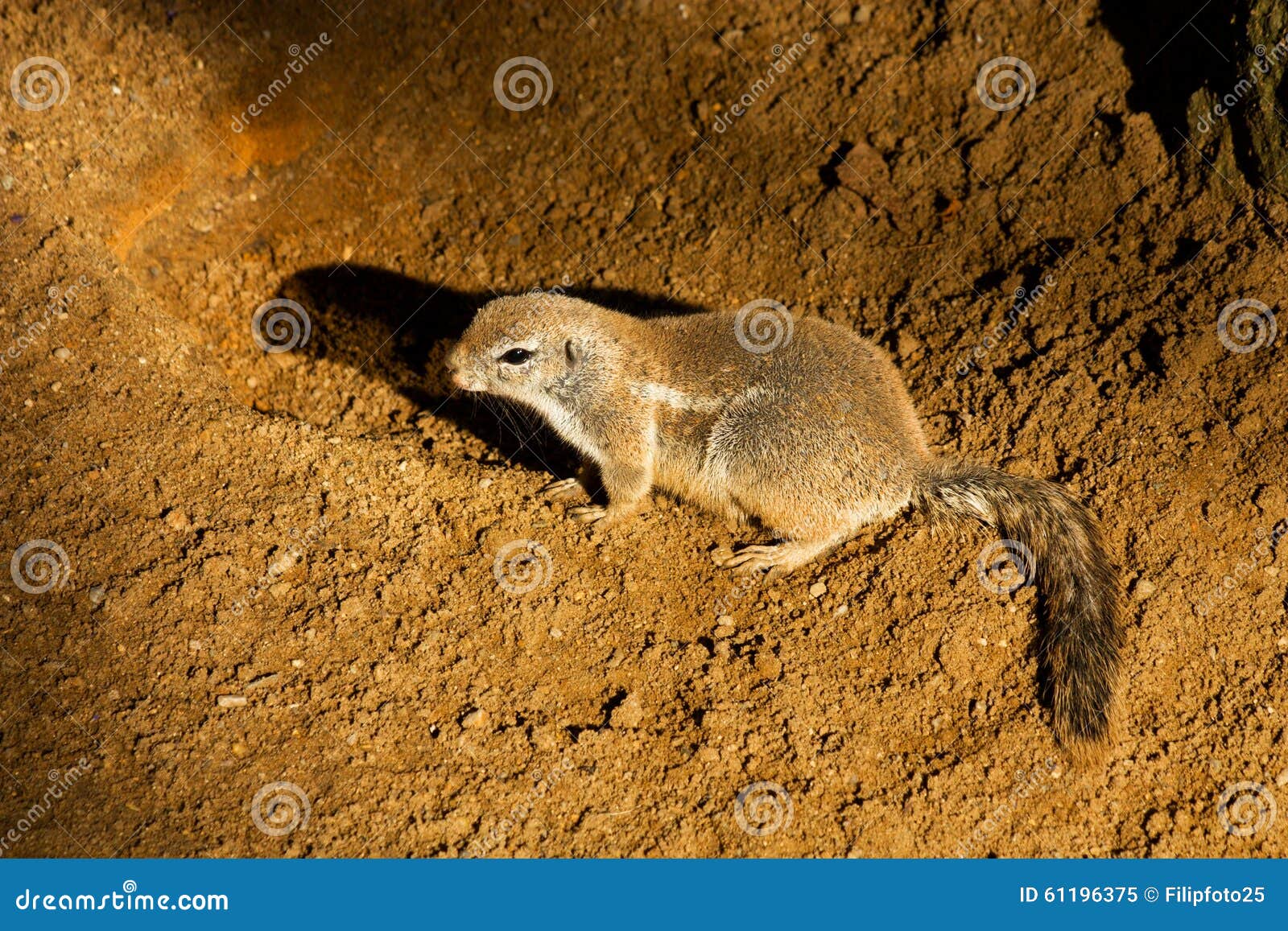 Cape ground squirrel stock image. Image of desert, small - 61196375