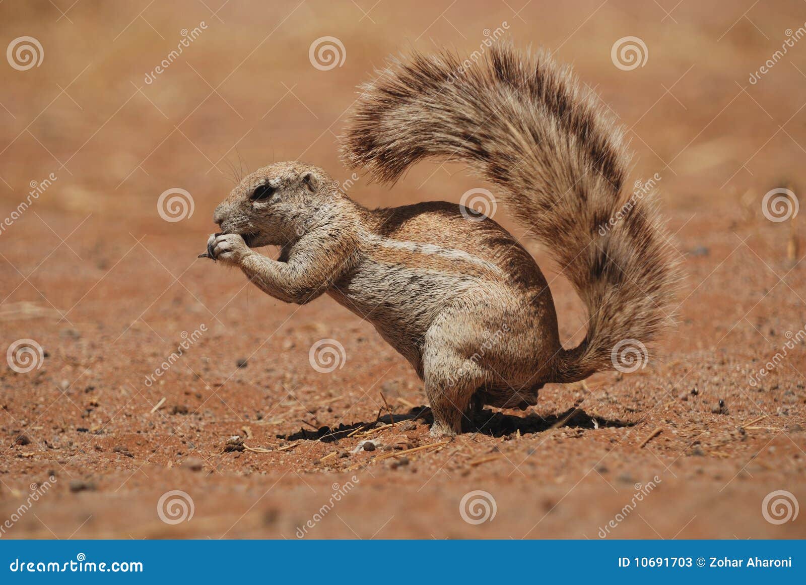 Cape Ground Squirrel (Xerus Inauris) Stock Image - Image of ground ...