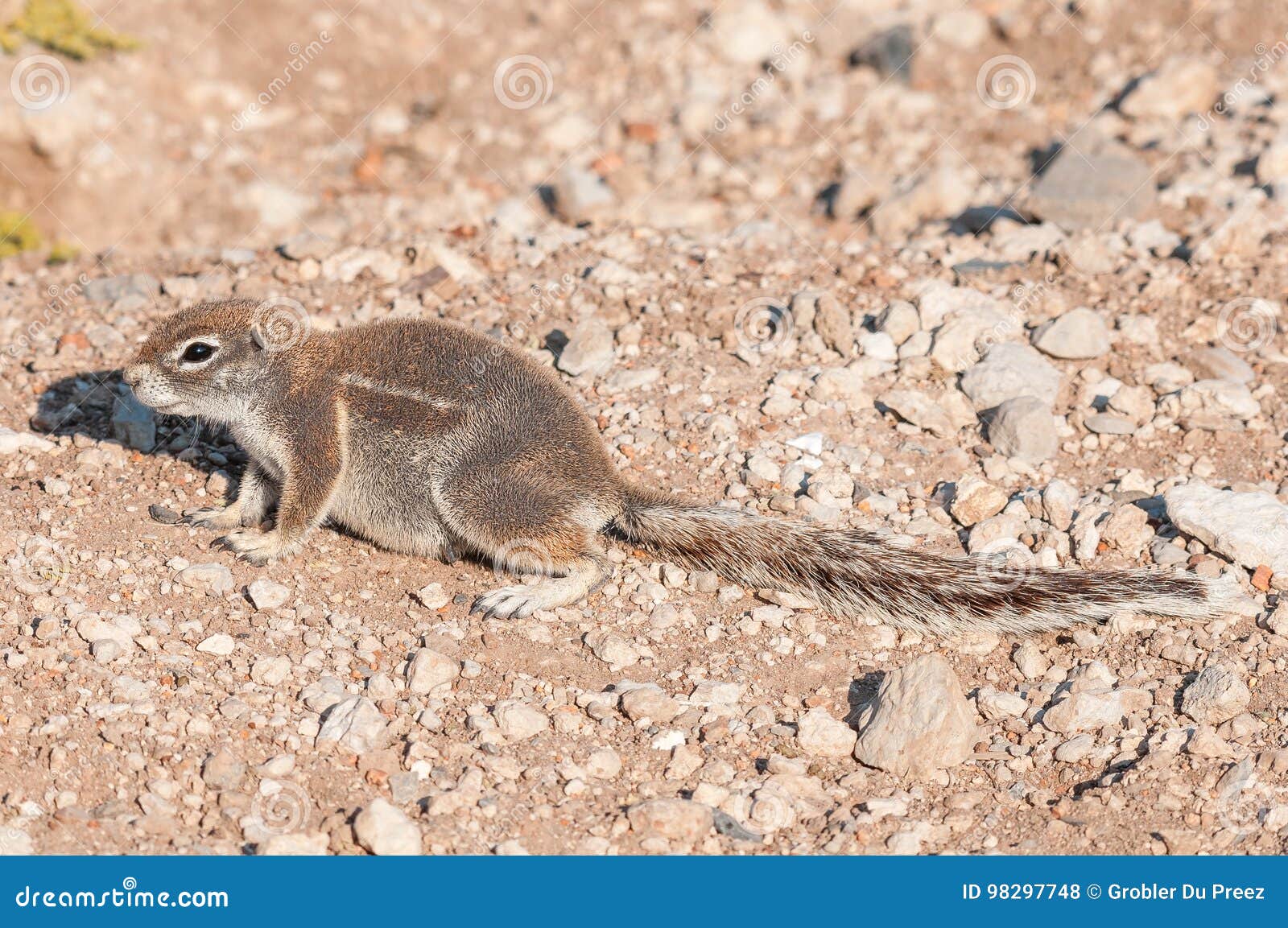 Cape Ground Squirrel, Xerus Inauris in Northern Namibia Stock Photo ...