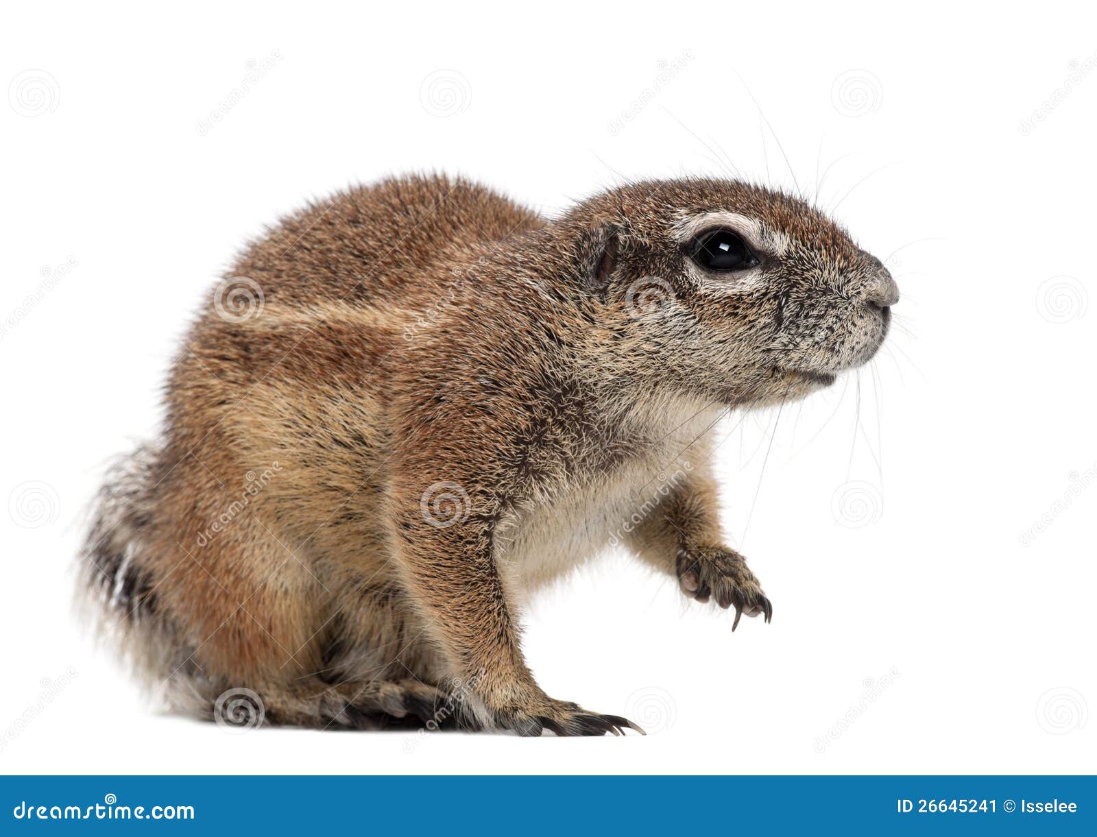 Cape Ground Squirrel, Xerus Inauris, Sitting Stock Image - Image of ...