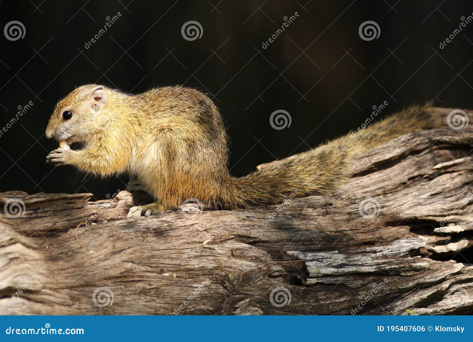 The Cape Ground Squirrel Xerus Inauris Sitting on the Trunk Stock Photo ...