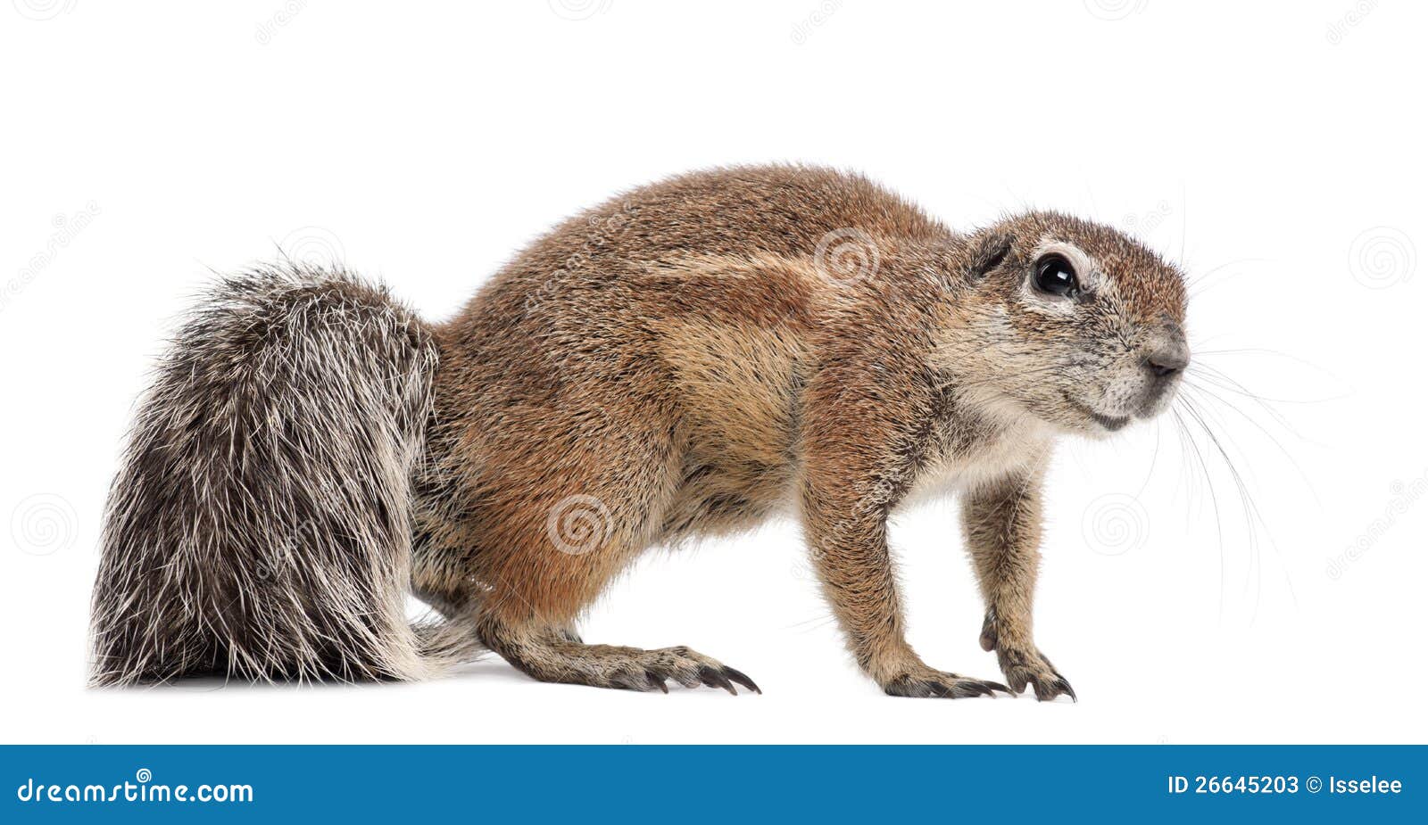 Cape Ground Squirrel, Xerus Inauris, Standing Stock Image - Image of ...