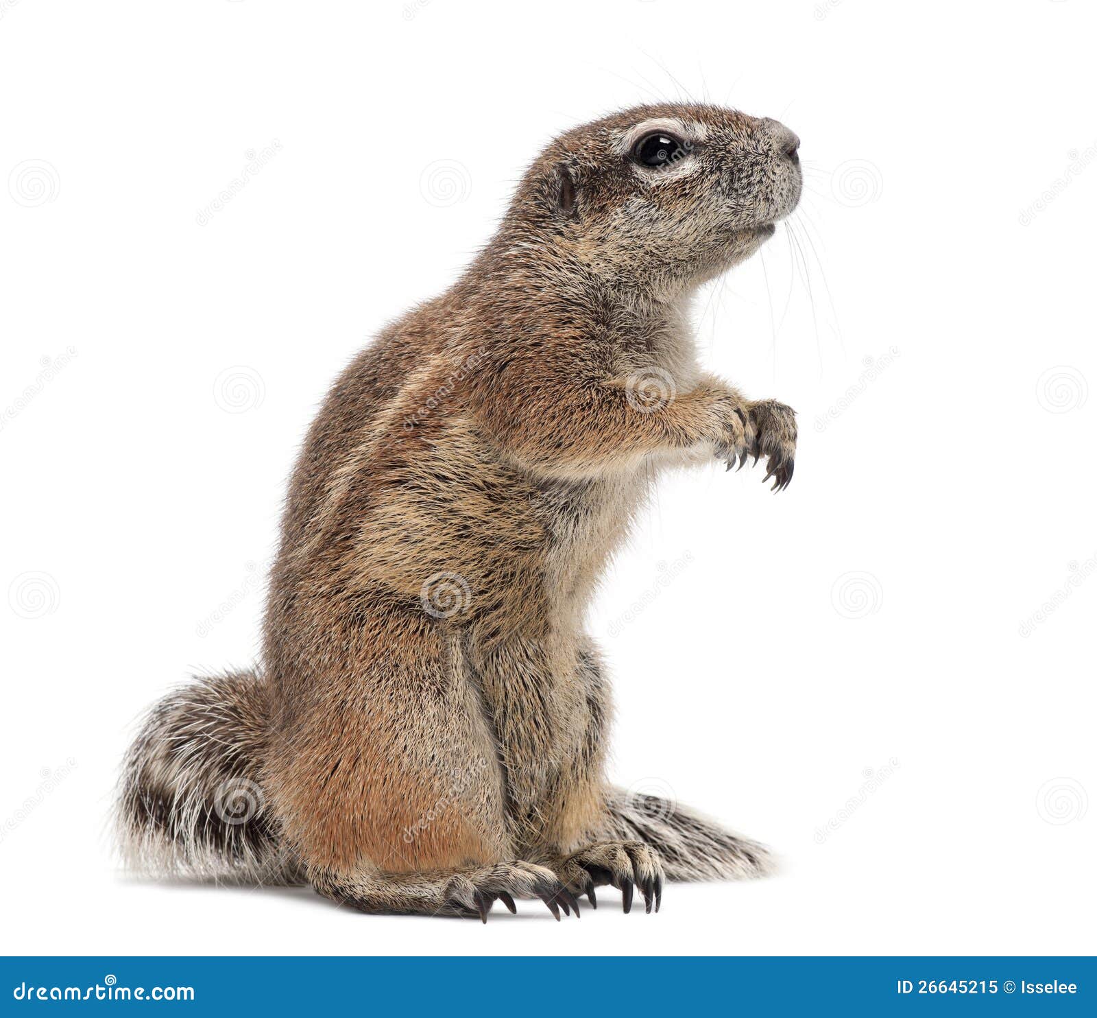 Cape Ground Squirrel, Xerus Inauris, Standing Stock Image - Image of ...