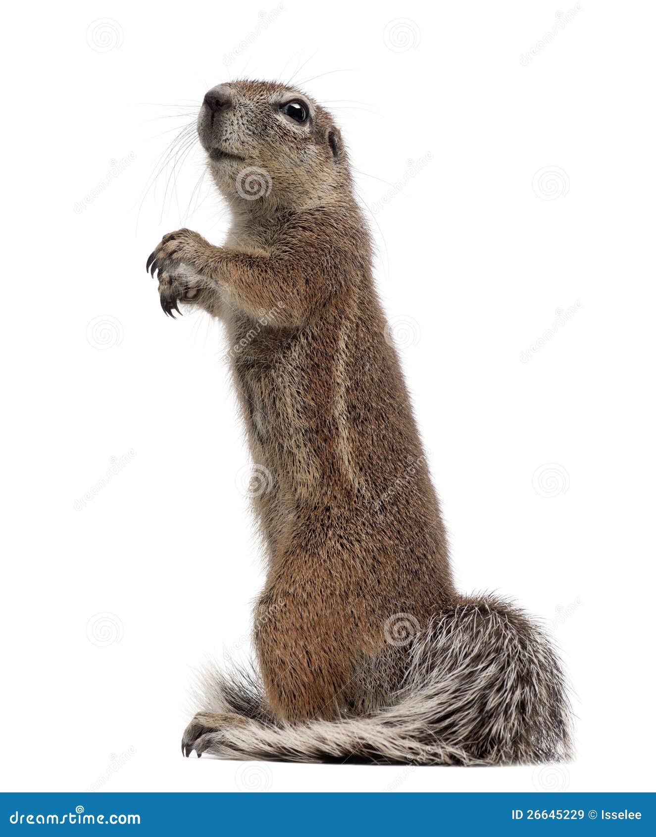 Cape Ground Squirrel, Xerus Inauris, Standing Stock Image - Image of ...