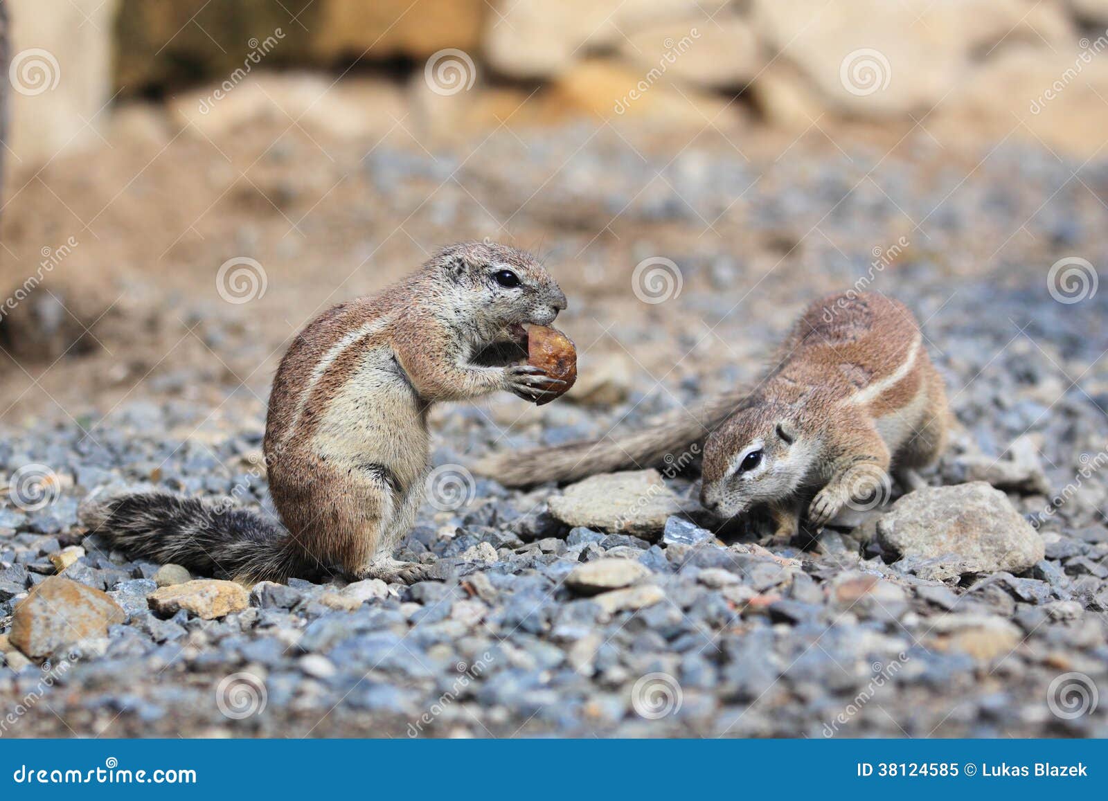 Cape ground squirrels stock image. Image of botswana - 38124585