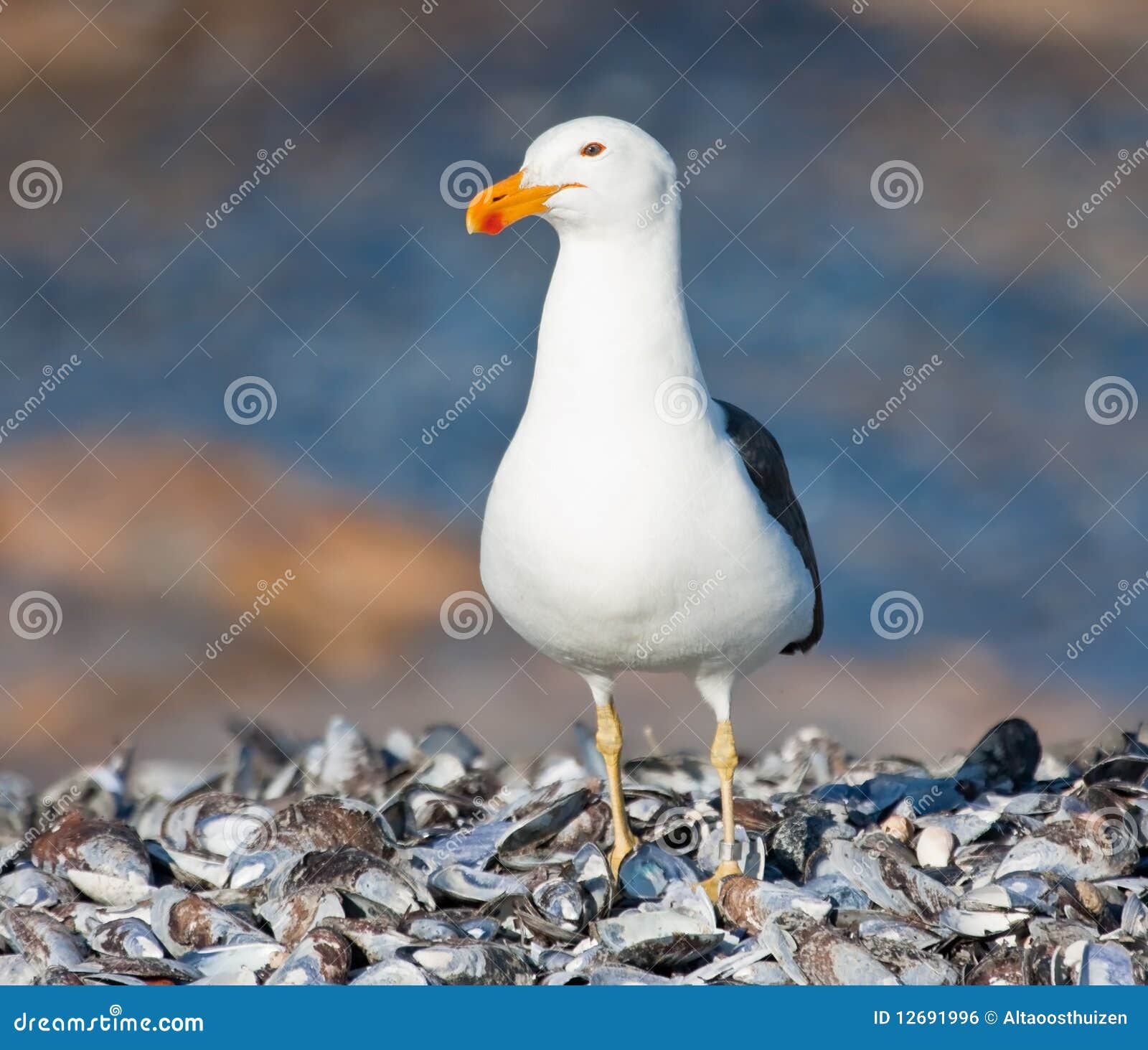 Cape Gull stock photo. Image of legs, nature, larus, observing - 12691996