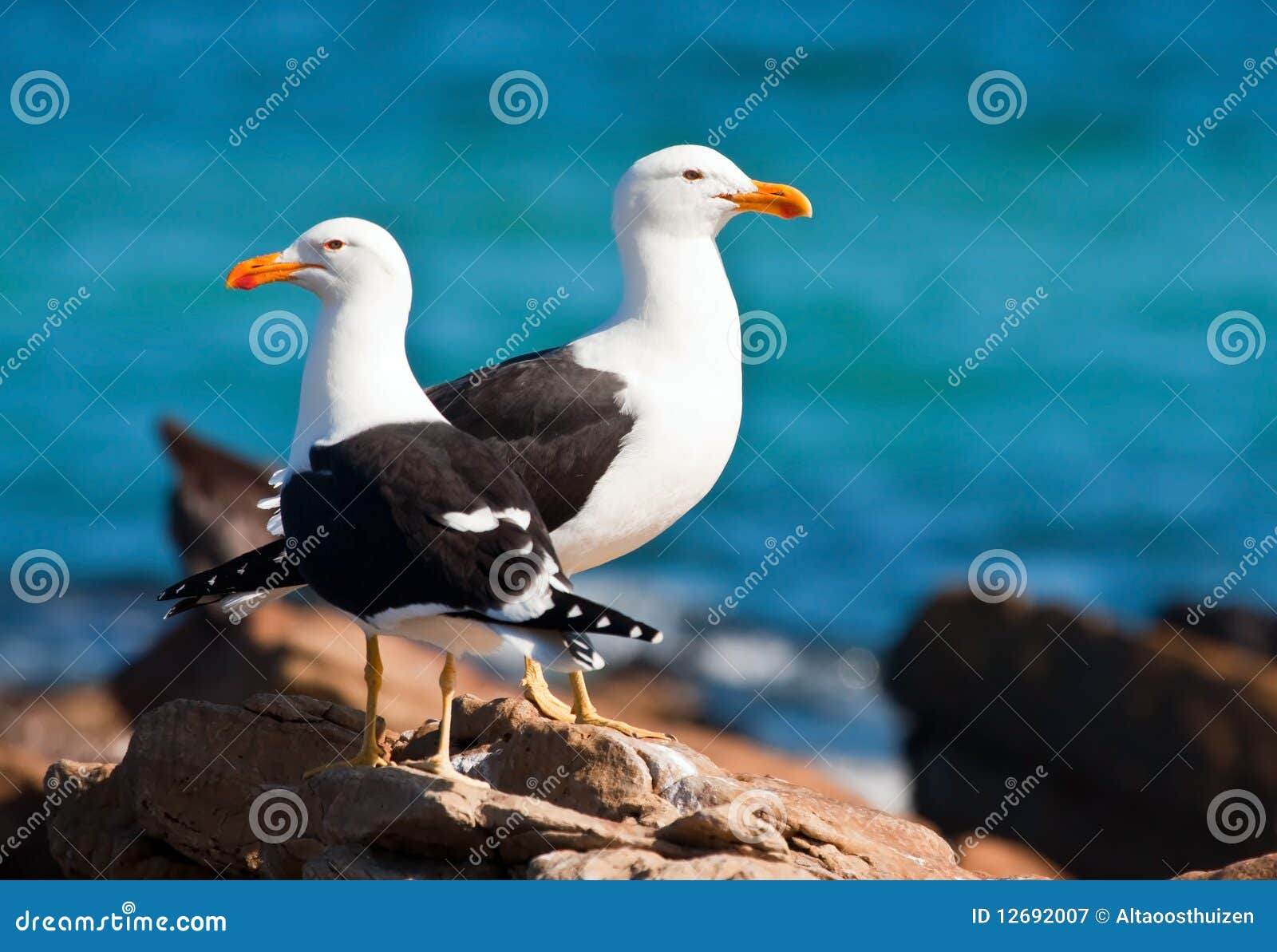 Cape Gull stock image. Image of white, nature, legs, rocks - 12692007