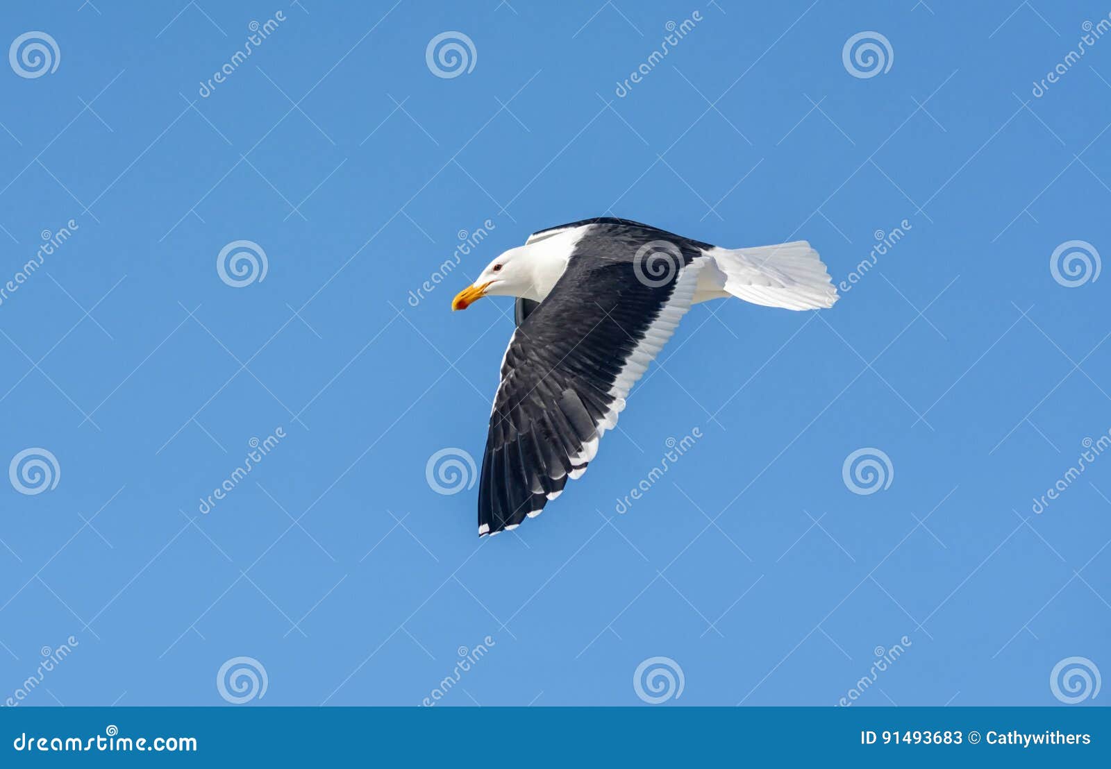 Cape Gull in Flight stock image. Image of feather, black - 91493683