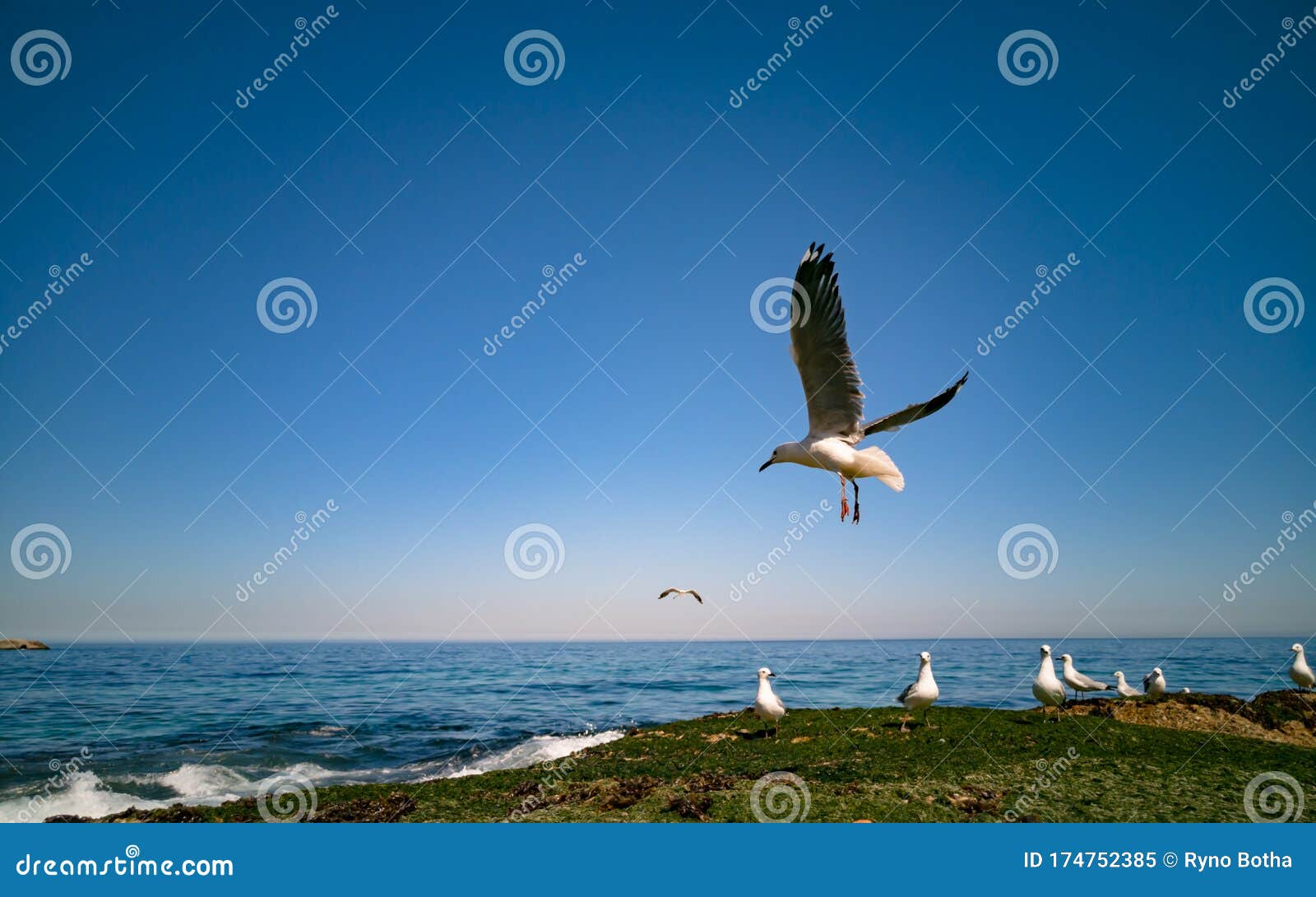 Cape Gulls Seagull Flying Over Sea Stock Image - Image of gull, beach ...
