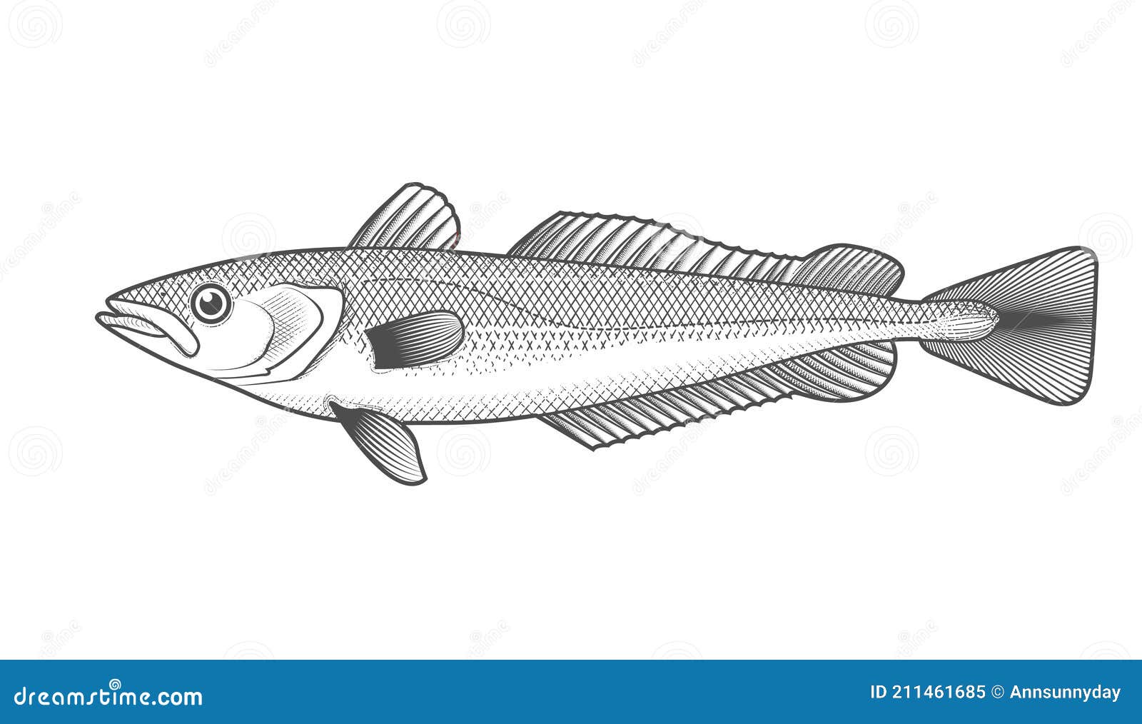 Whiting. Hand Drawn Black Ink Realistic Illustration. Royalty-Free ...