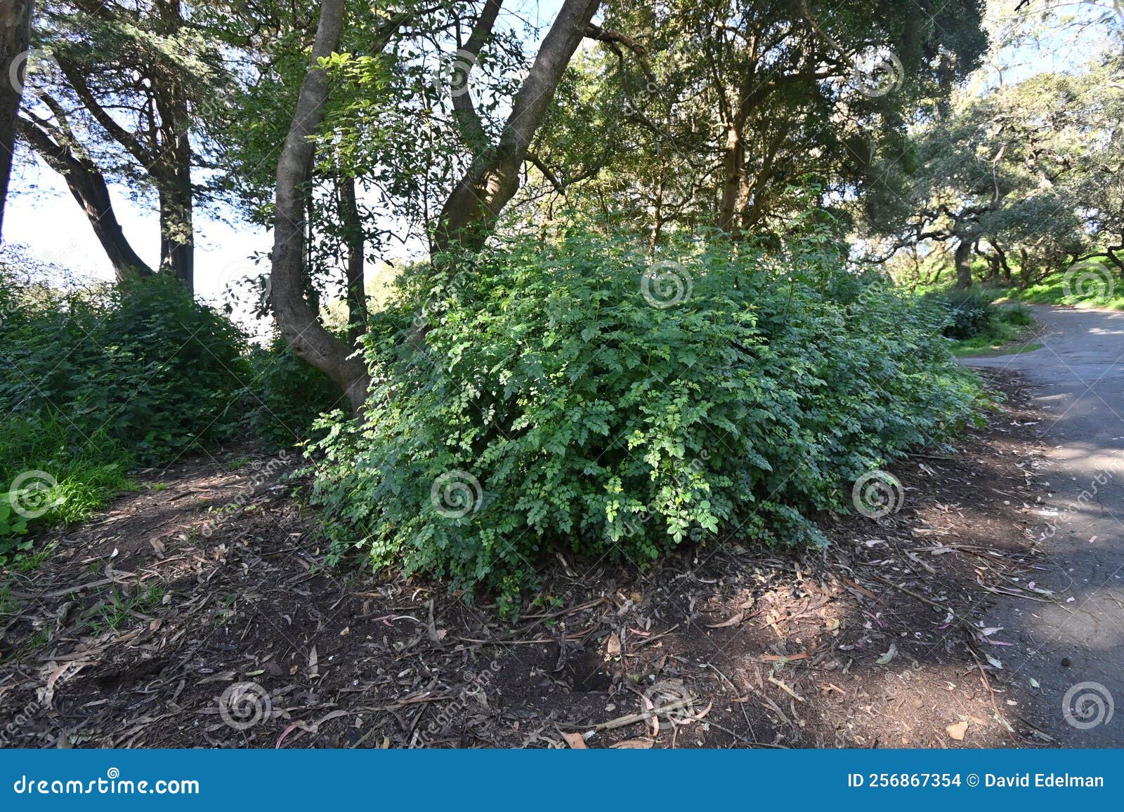 Cape Honeysuckle Tecoma Capensis 8 Stock Photo - Image of trees ...