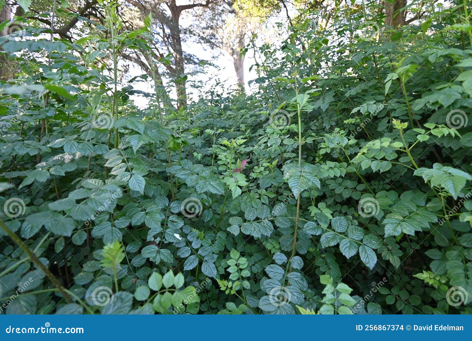 Cape Honeysuckle Tecoma Capensis 2 Stock Photo - Image of misleading ...