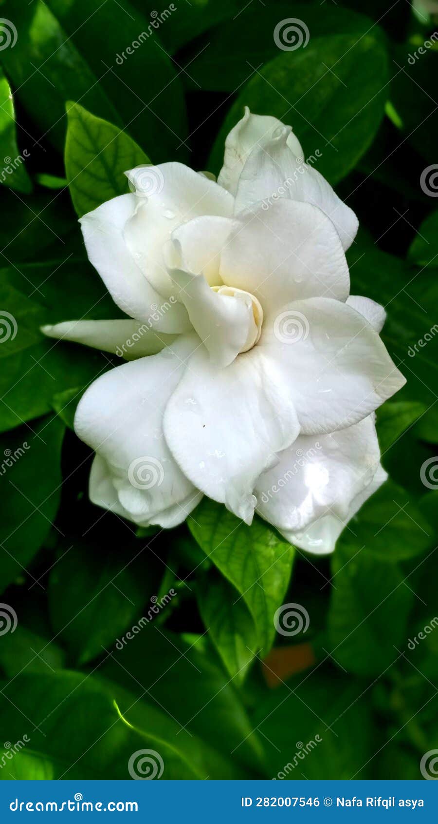 Cape Jasmine & X27;Veitchii& X27;, Veitchii Cape Jasmine ,beautiful and ...