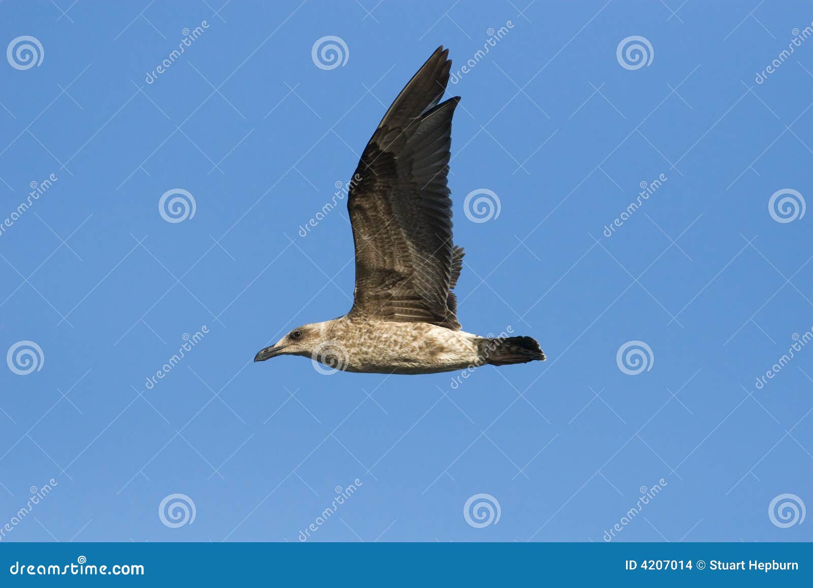 Cape Kelp Gull stock photo. Image of blue, feather, feathered - 4207014