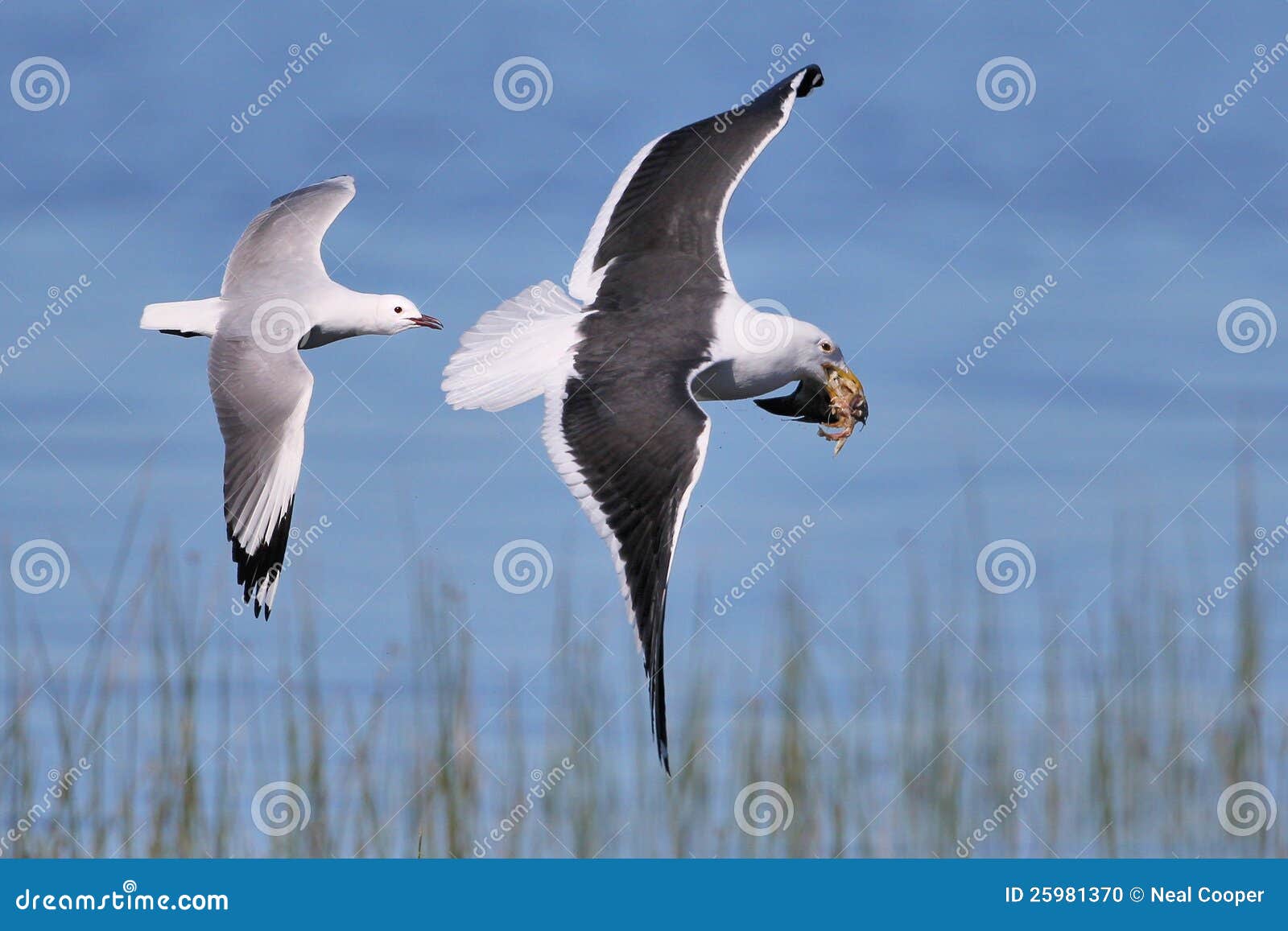 Cape Kelp Gull Being Chased by a Hartaubs Gull Stock Photo - Image of ...