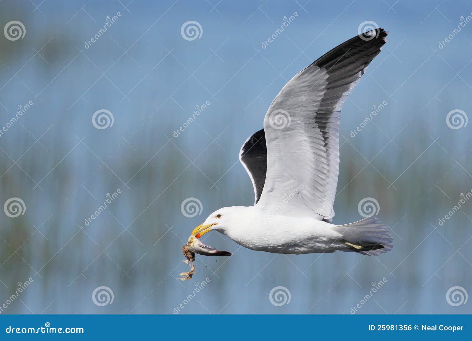 Cape Kelp Gull with a fish stock photo. Image of bird - 25981356