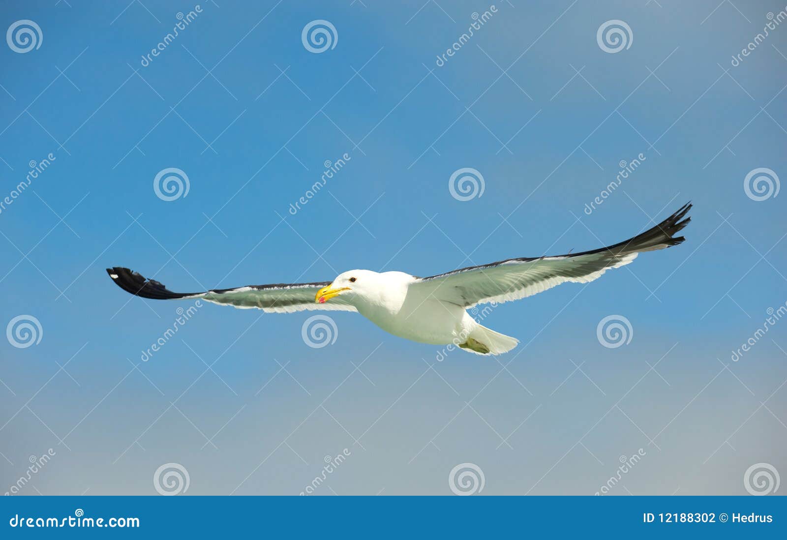 Cape (Kelp) Gull in flight stock photo. Image of neck - 12188302