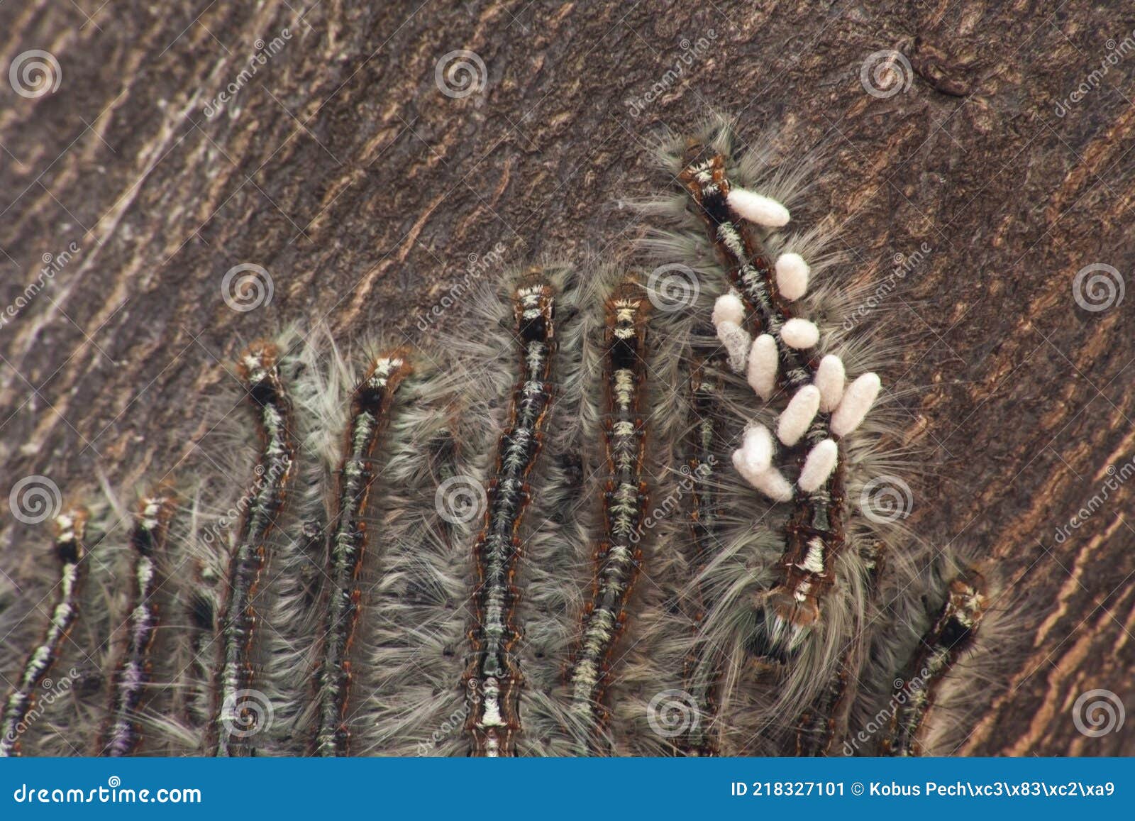 Apanteles Sp Photos - Free & Royalty-Free Stock Photos from Dreamstime