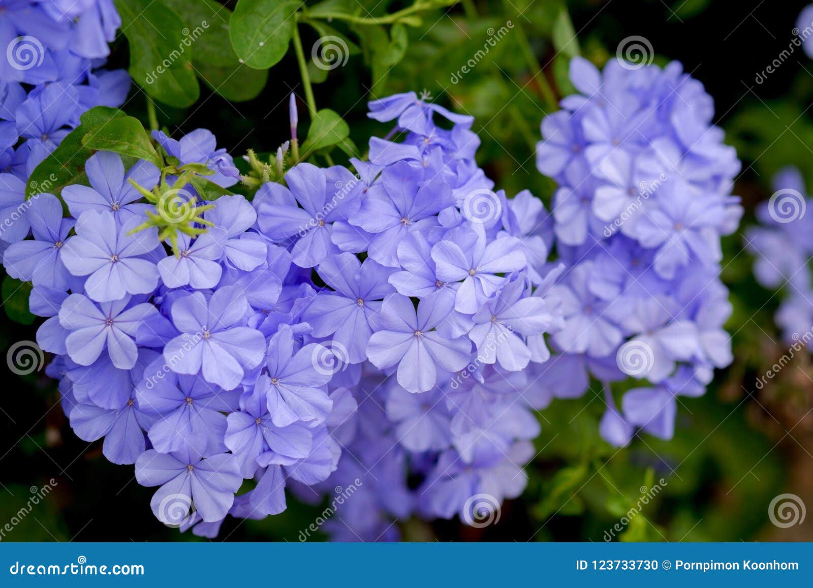 Cape Leadwort in the Garden Stock Photo - Image of climber, bright ...
